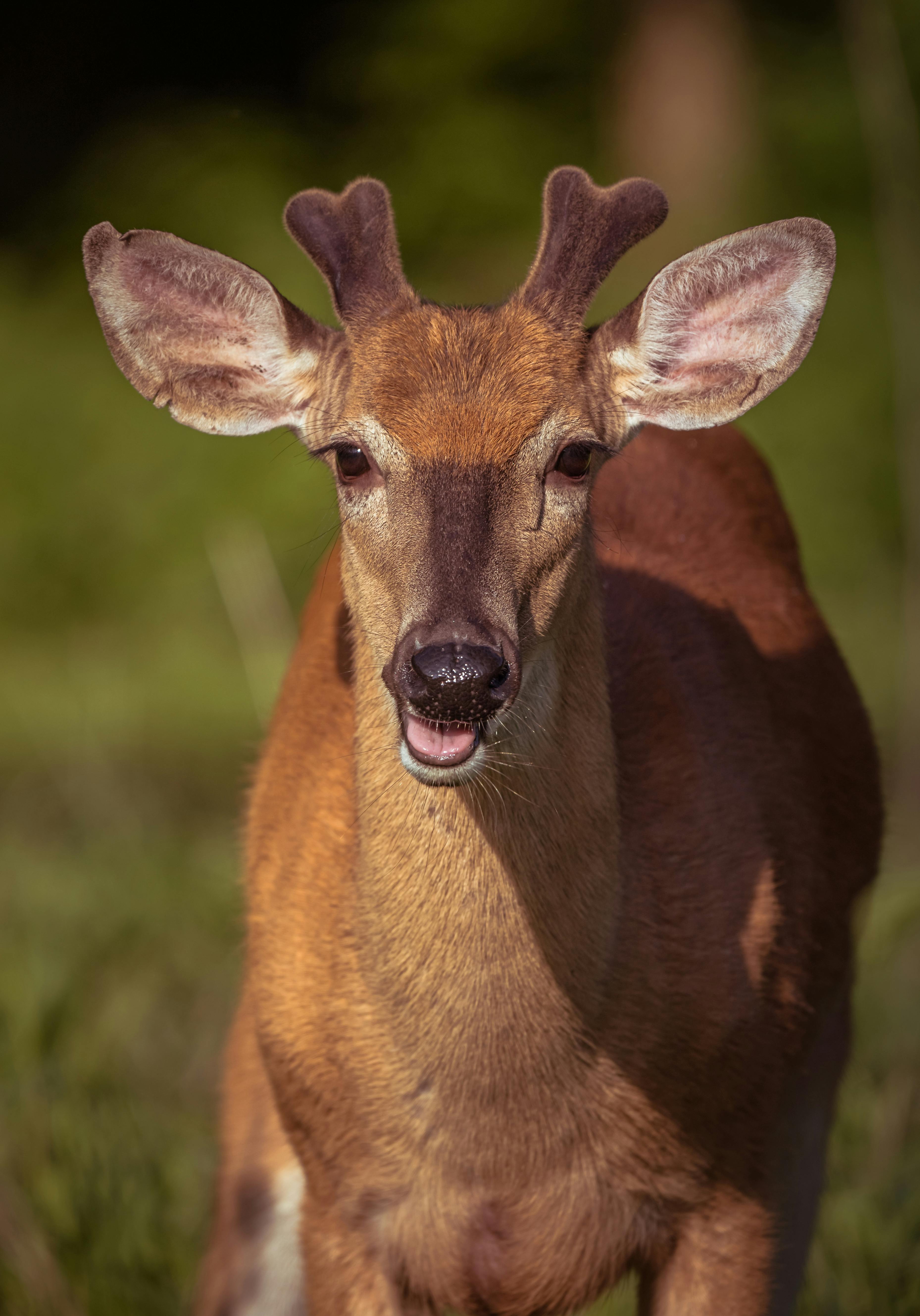 Nudza Sympa Doe Photos, Download The BEST Free Nudza Sympa Doe Stock ...