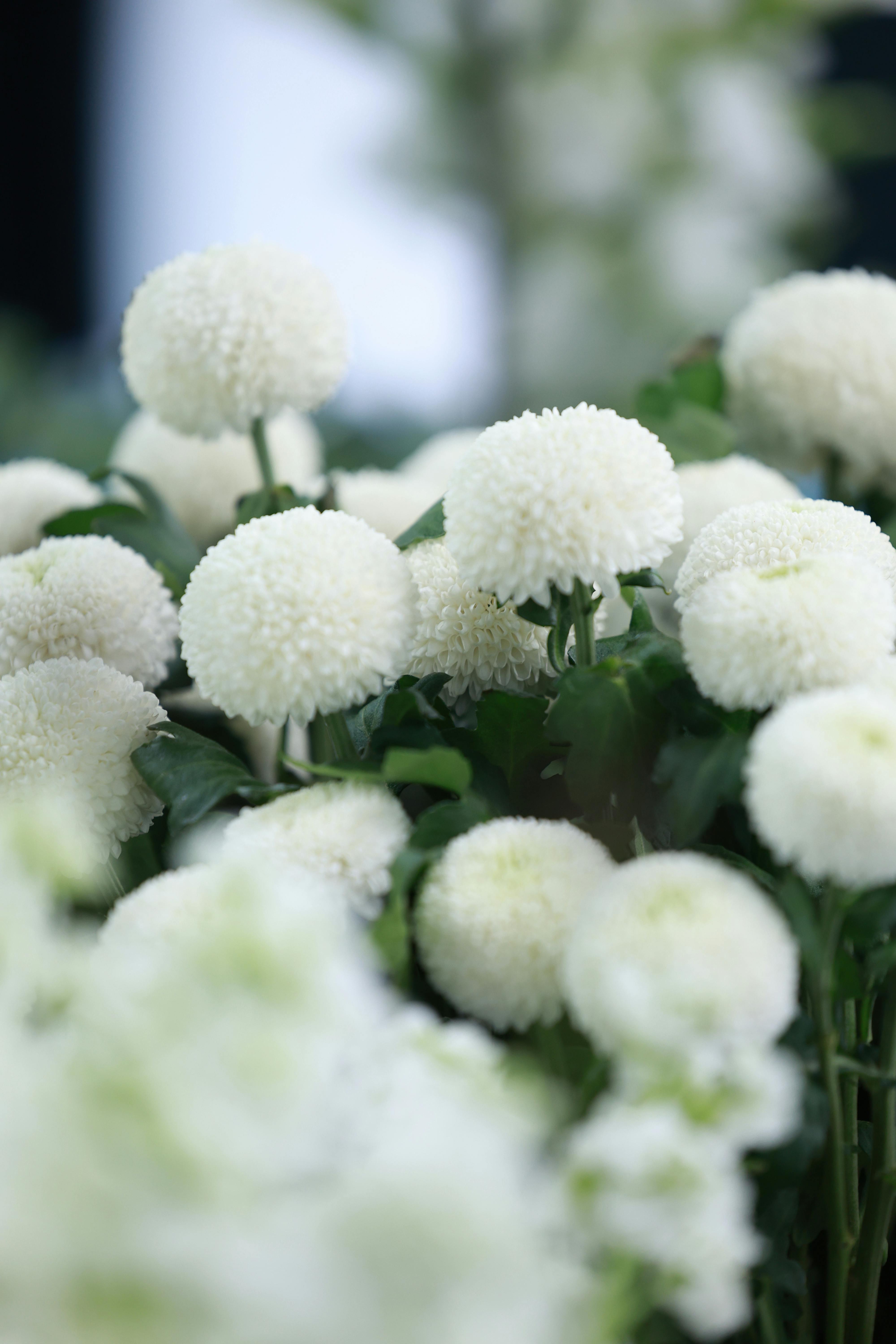 Close-up of White Chrysanthemum Flowers in Bloom · Free Stock Photo