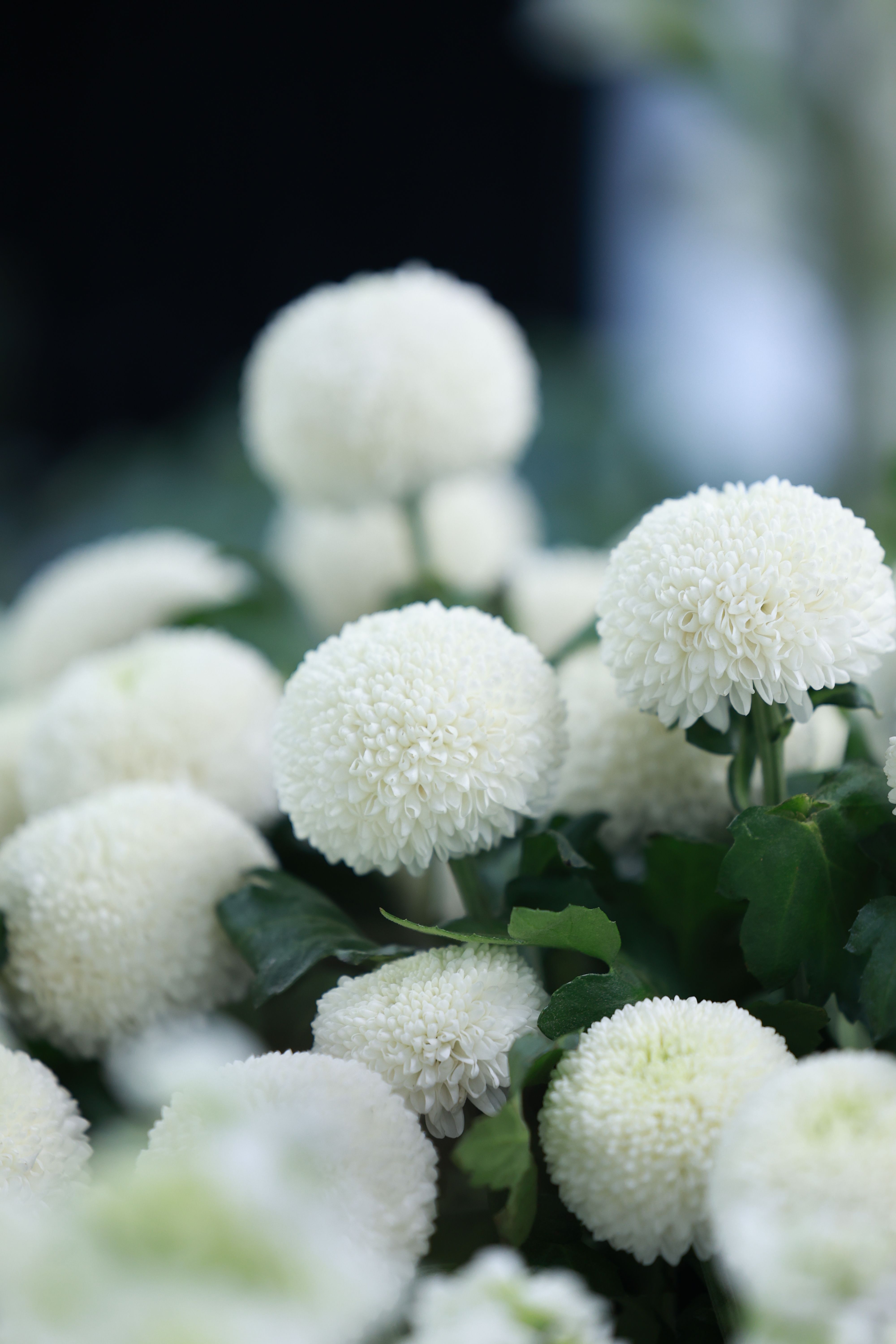 White Disbud Chrysanthemum Photos, Download The BEST Free White Disbud ...