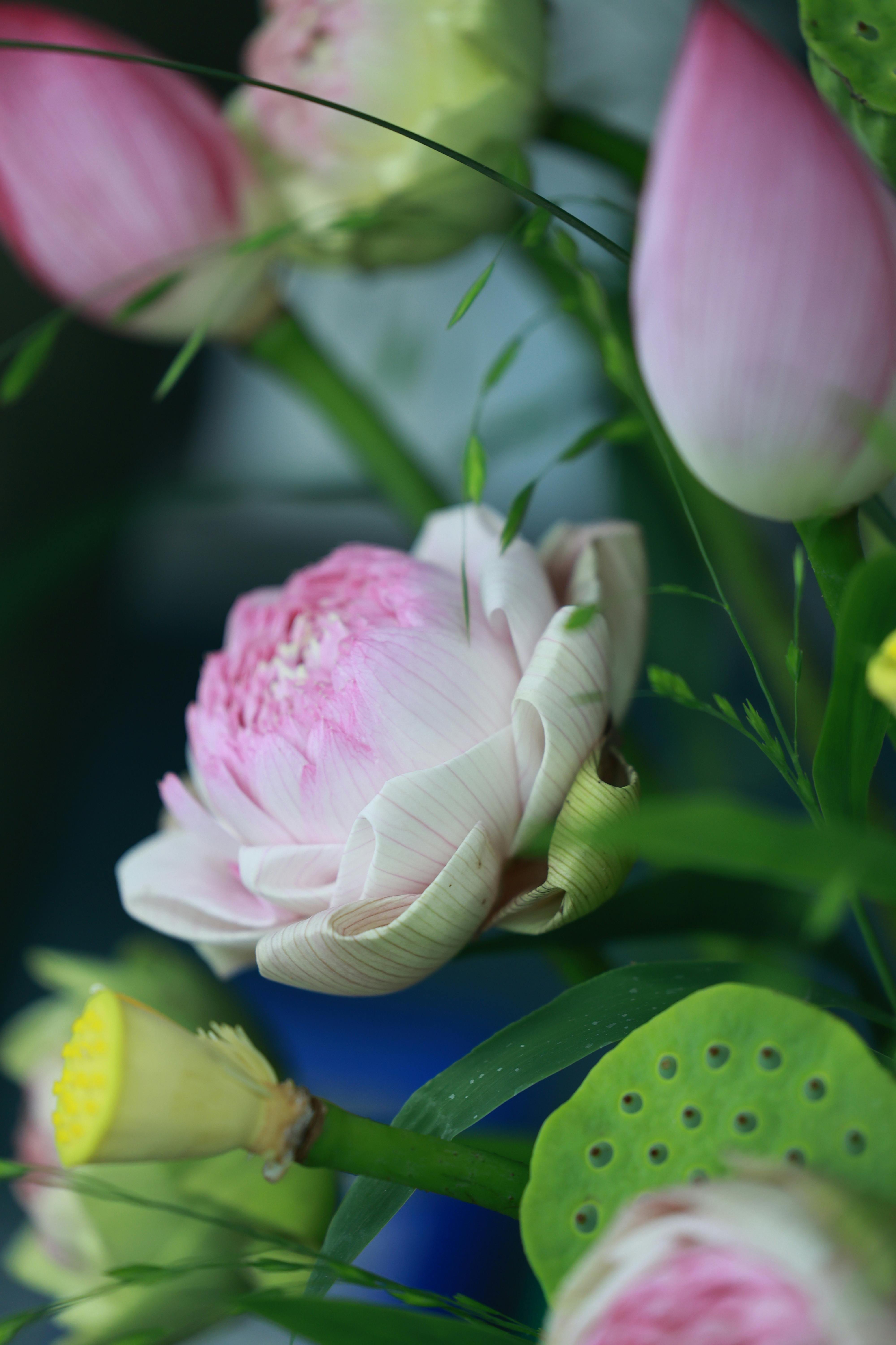 Gulab Flower Background Photos, Download The BEST Free Gulab Flower ...