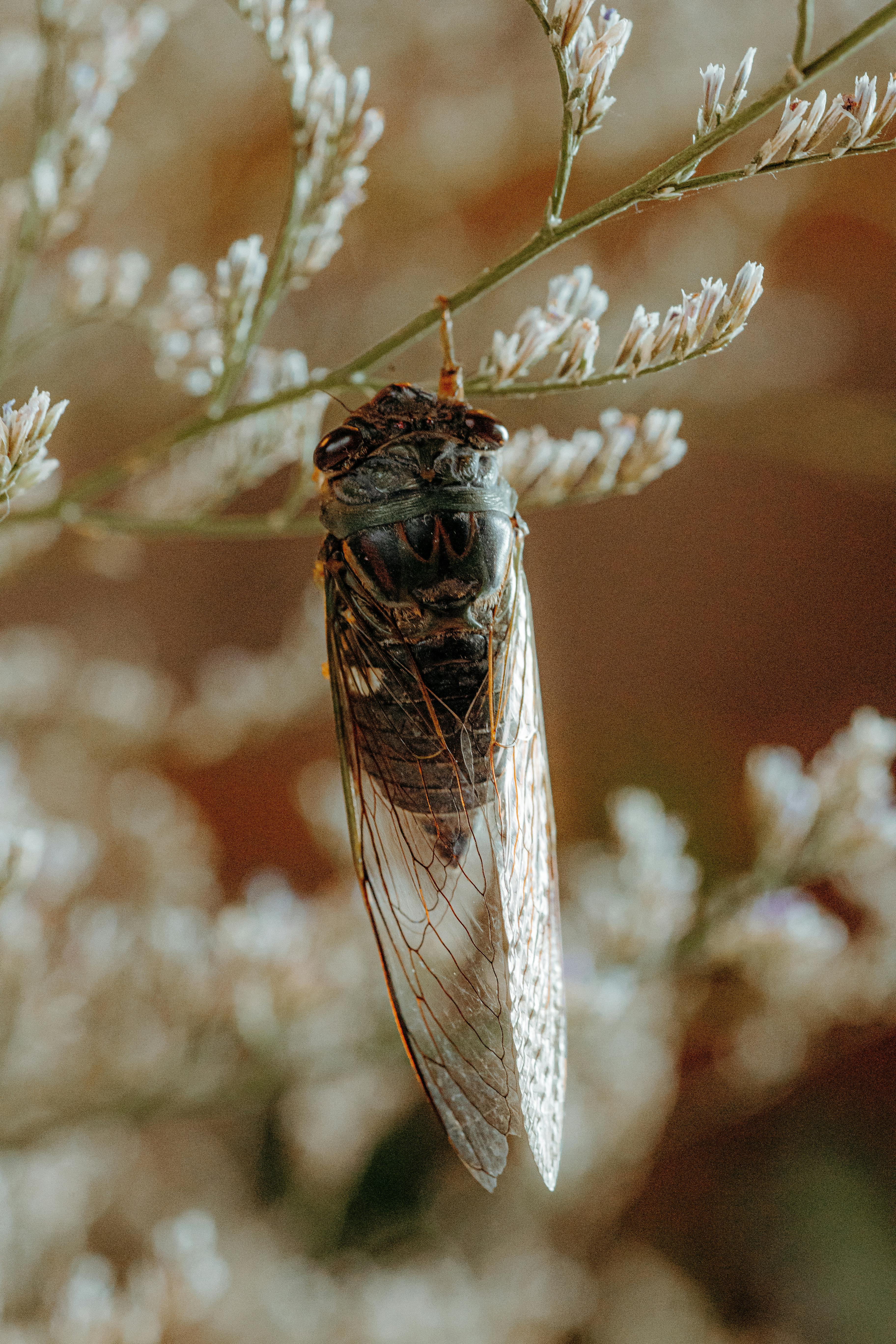 Close-up of a Cicada on Delicate Flower Branch · Free Stock Photo