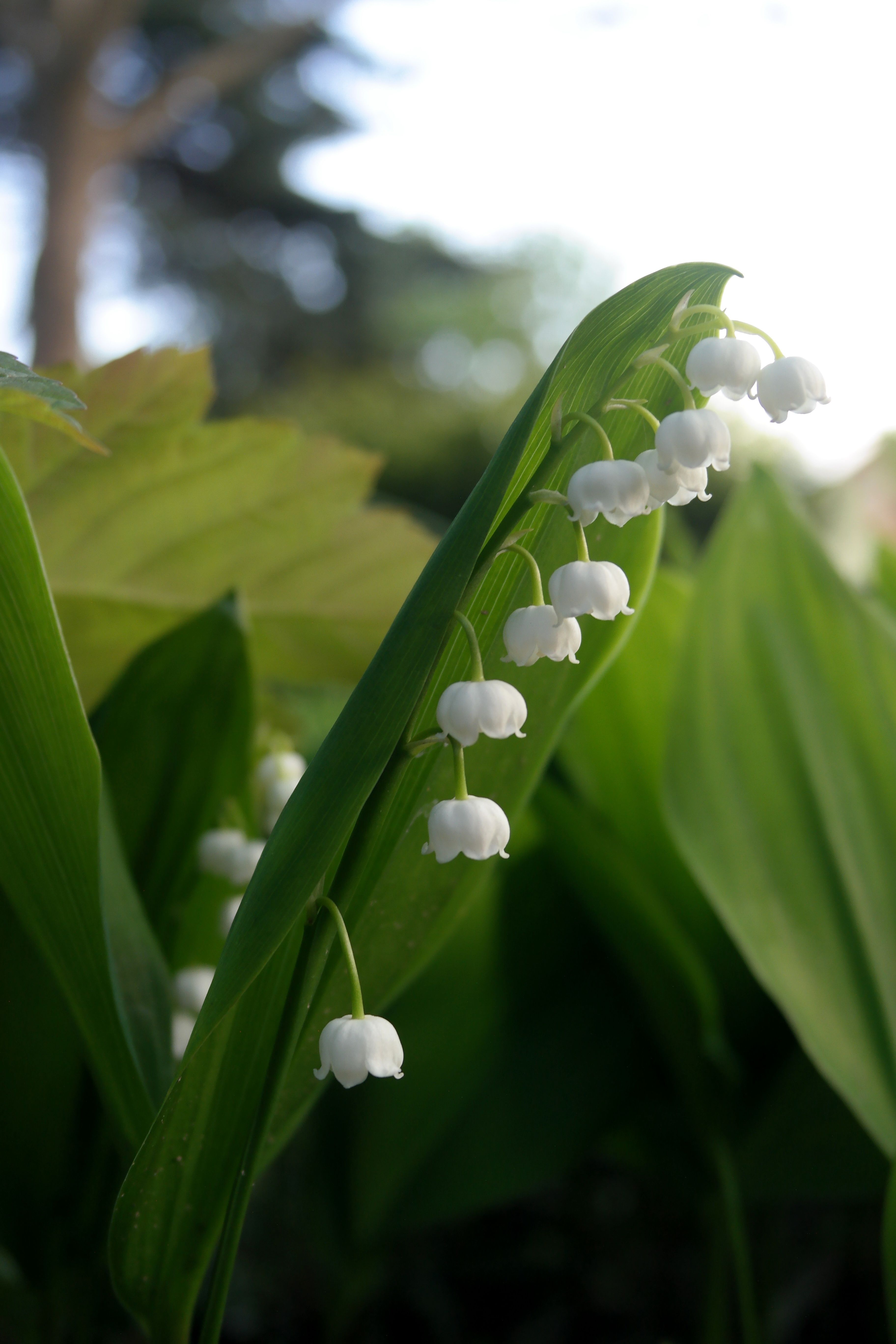 Lily of the Valley Flowering in Springtime Garden · Free Stock Photo