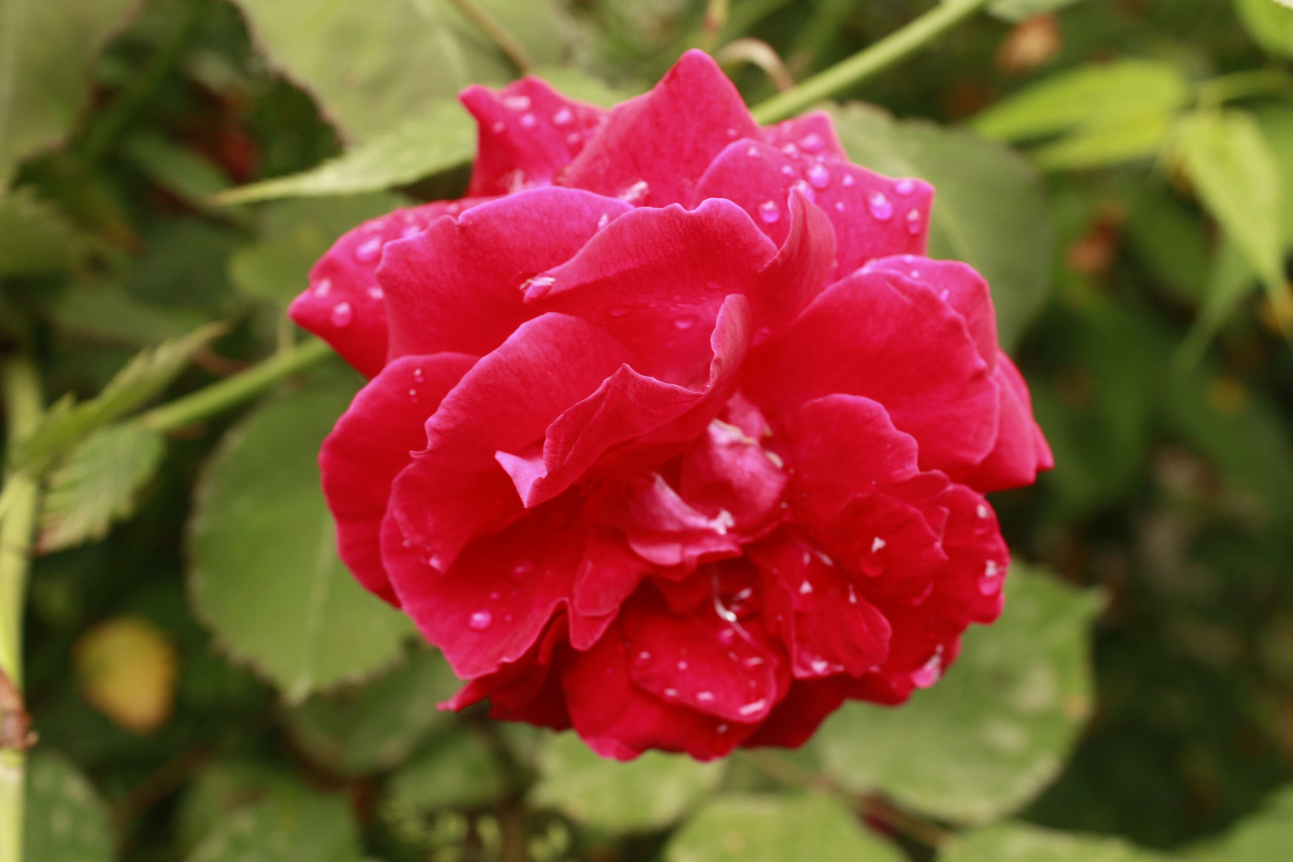 Close-up of Dew-Kissed Red Rose Bloom in Garden · Free Stock Photo