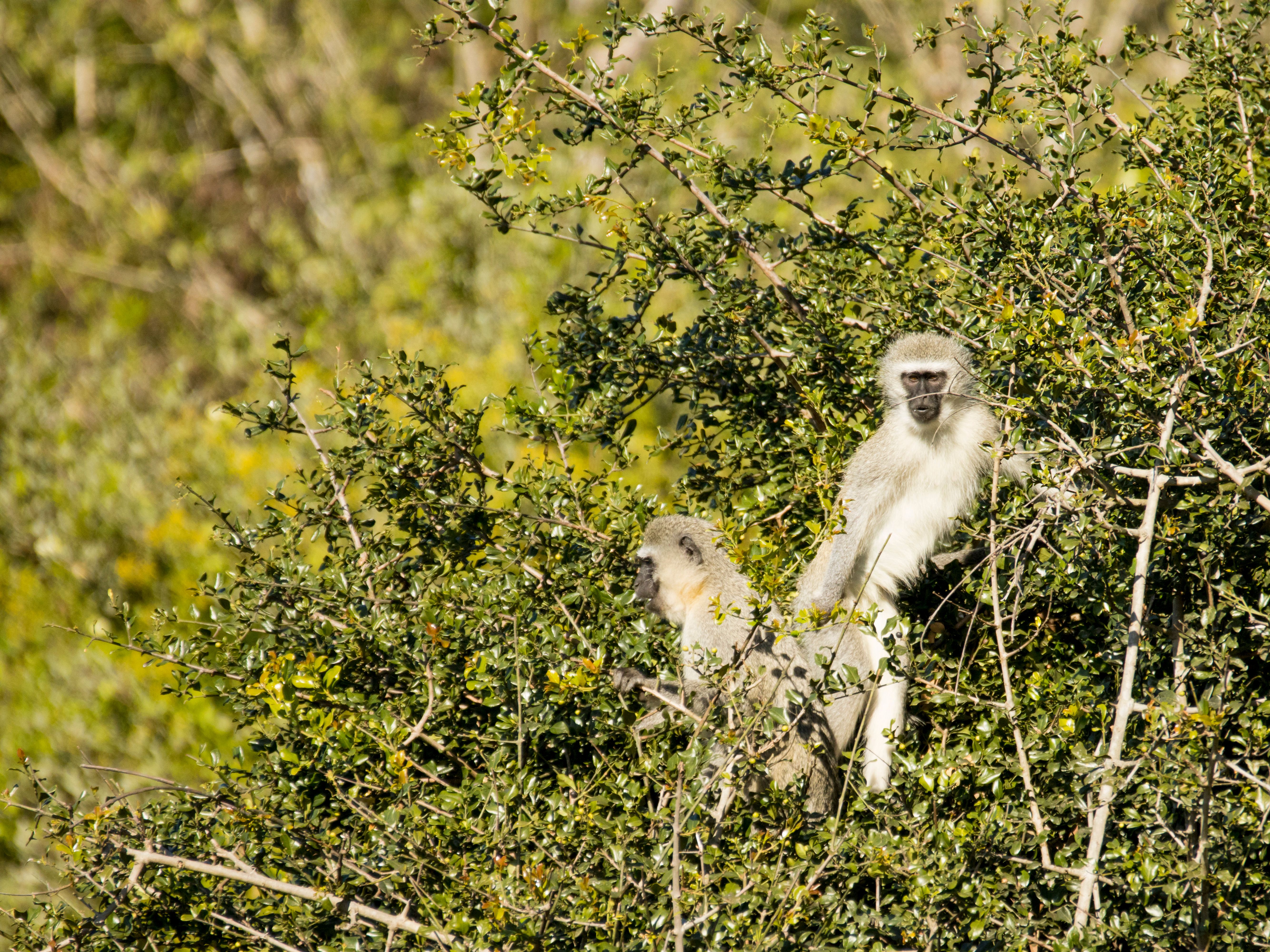 Monkey Duo Photos, Download The BEST Free Monkey Duo Stock Photos & HD ...