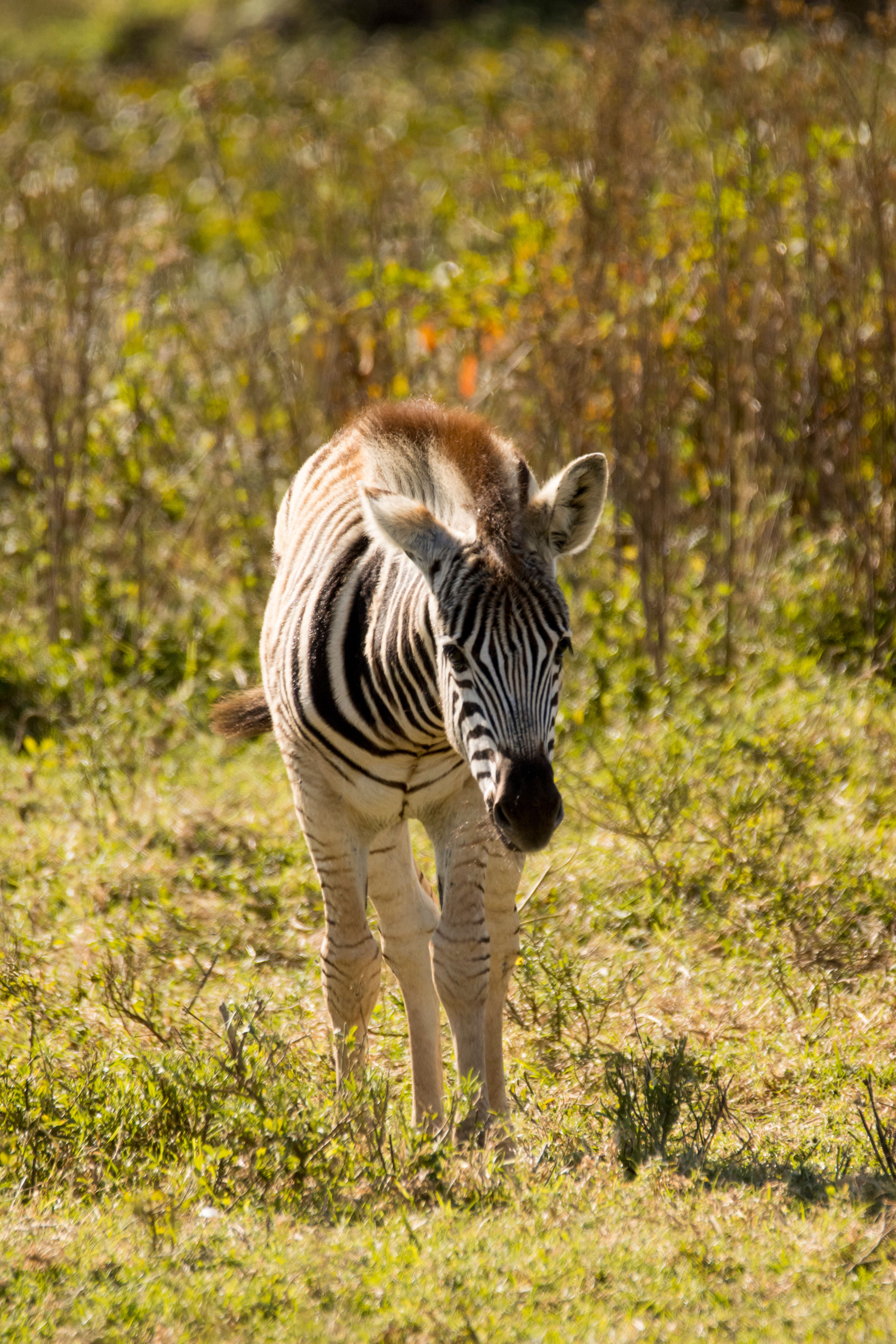 Jeune Zèbre Broutant Dans La Savane Africaine Ensoleillée · Photo gratuite