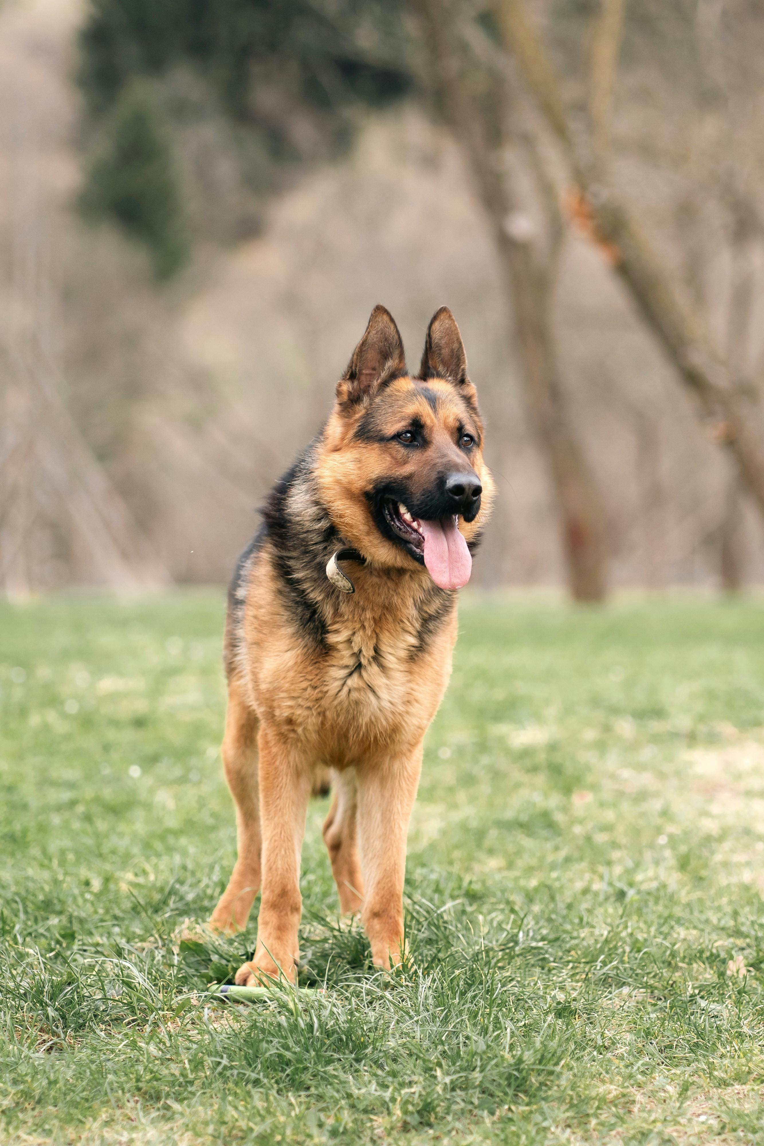 Cheerful German Shepherd Enjoying the Outdoors · Free Stock Photo