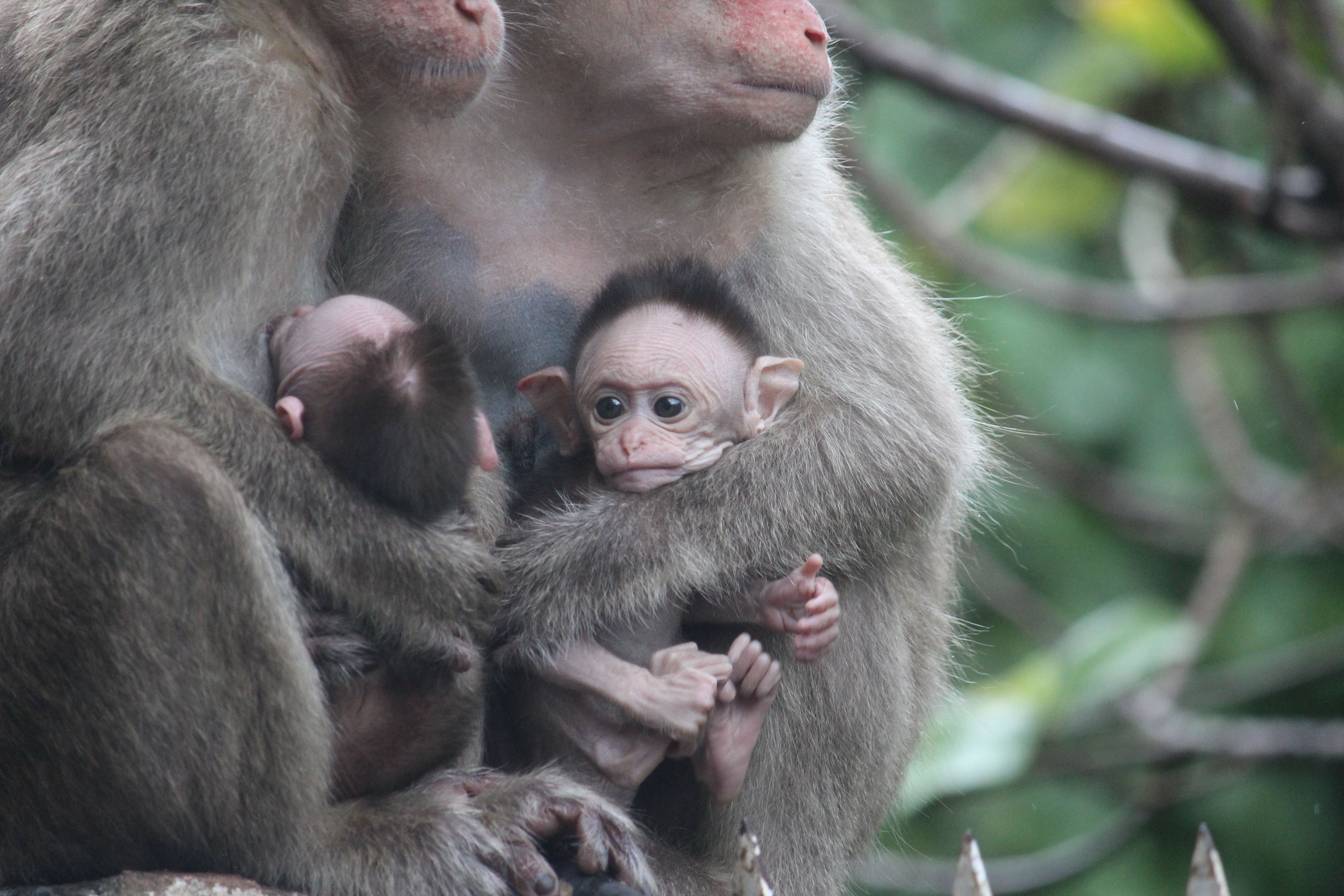 Cute Baby Monkeys Photos, Download The BEST Free Cute Baby Monkeys ...