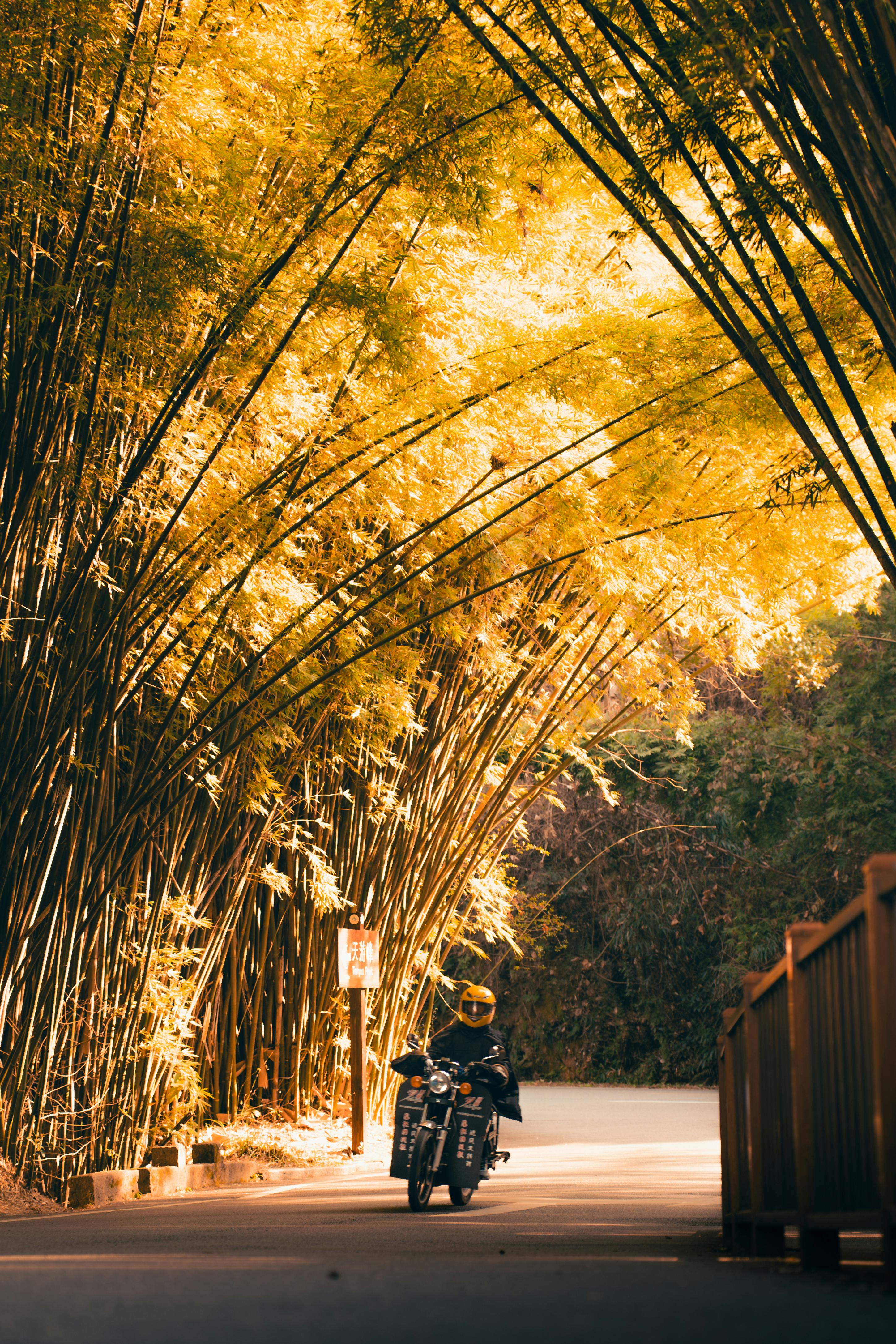 Serene Motorcycle Ride Through Bamboo Grove · Free Stock Photo