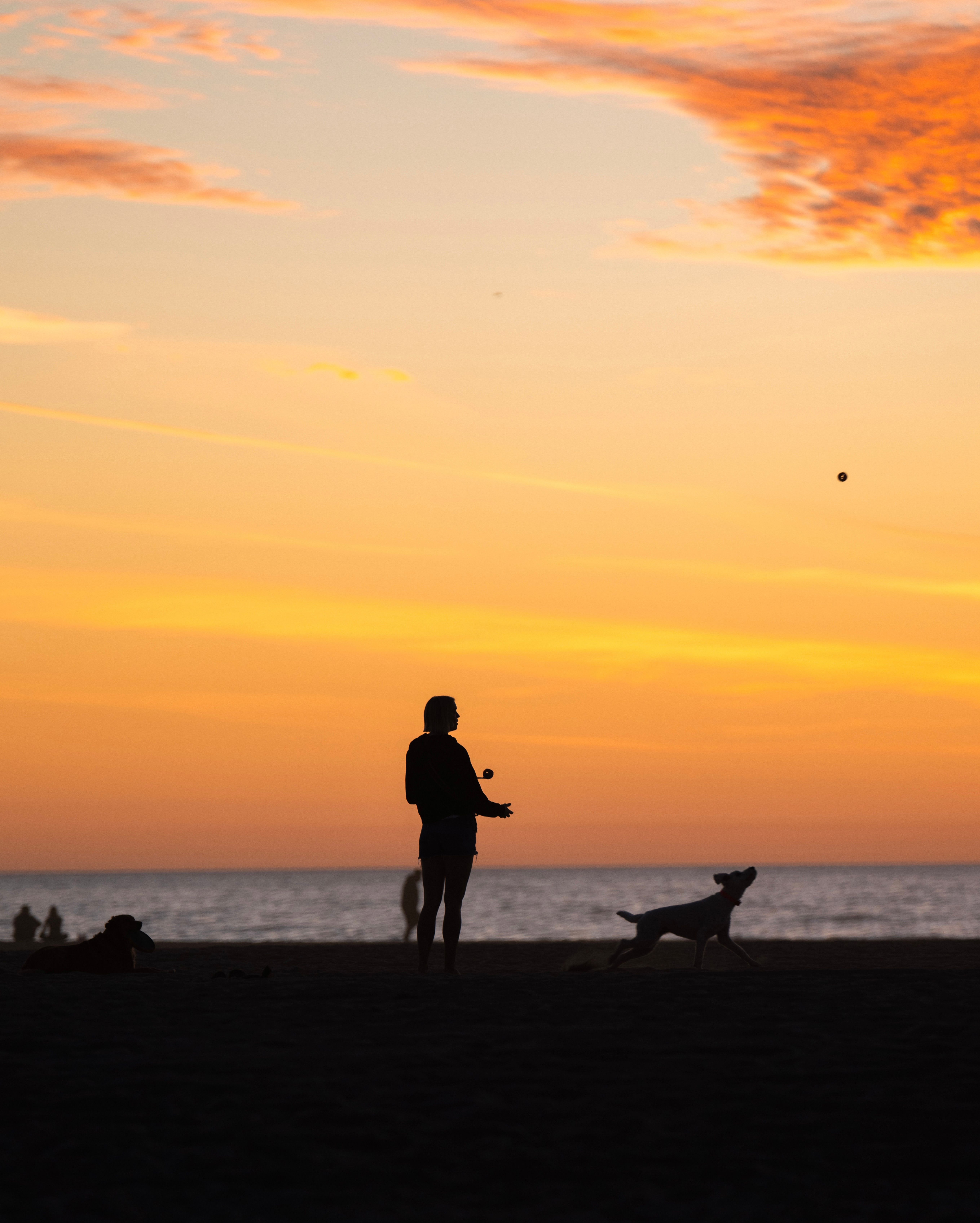 People Juggling With A Dog Photos, Download The BEST Free People ...