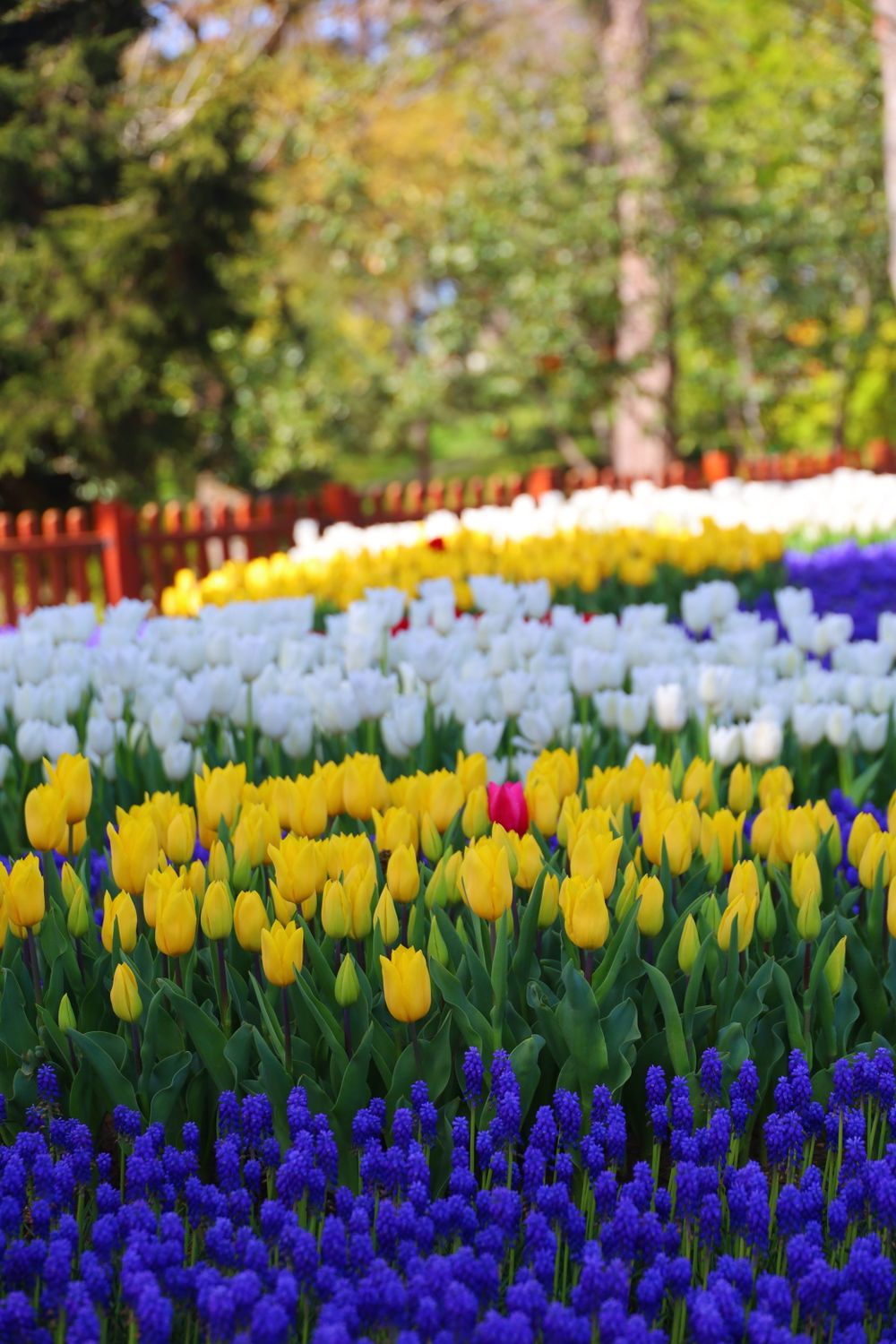 Vibrant Spring Tulip and Hyacinth Garden · Free Stock Photo