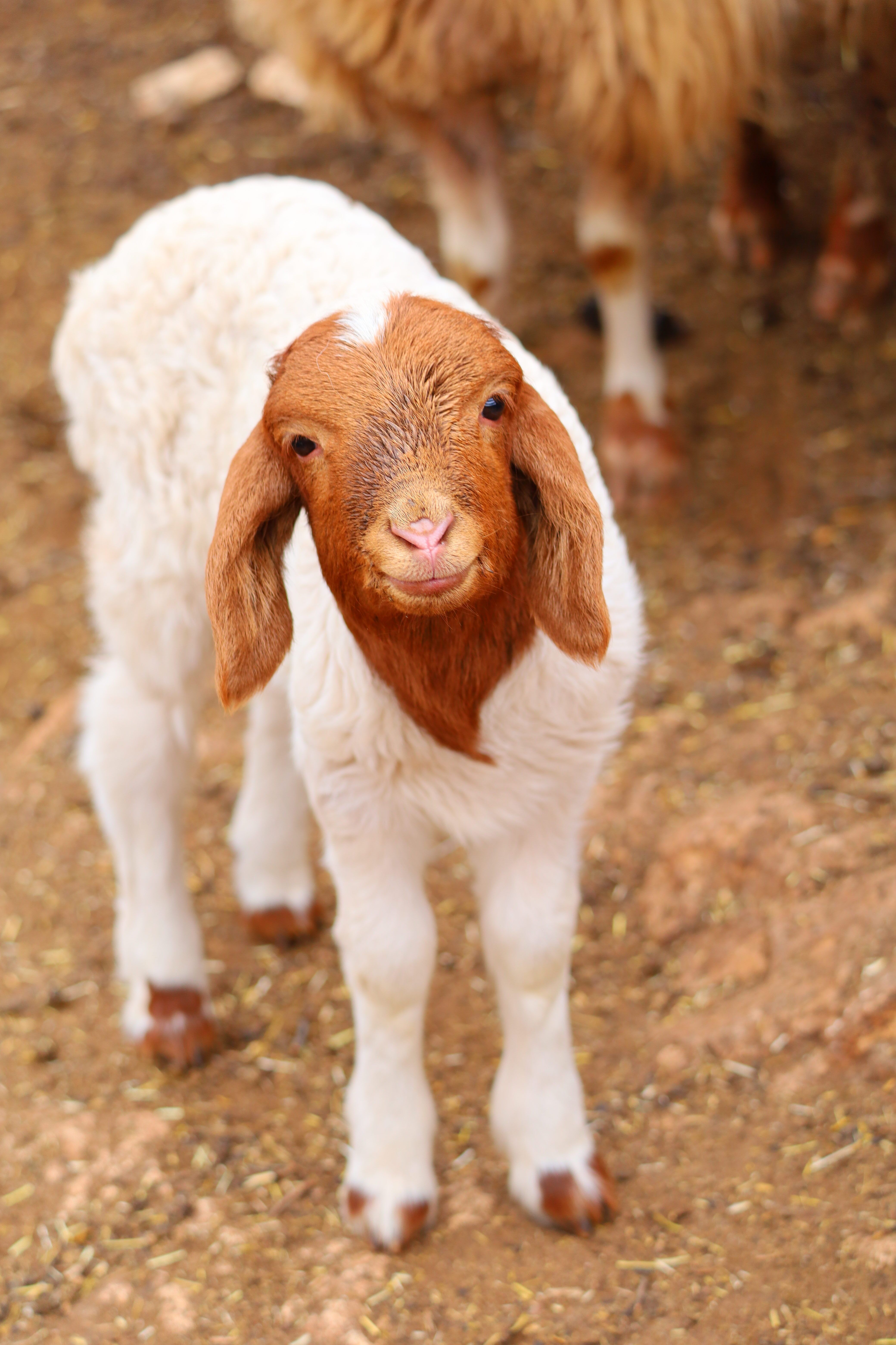 Cute Goat Photos, Download The BEST Free Cute Goat Stock Photos & HD Images