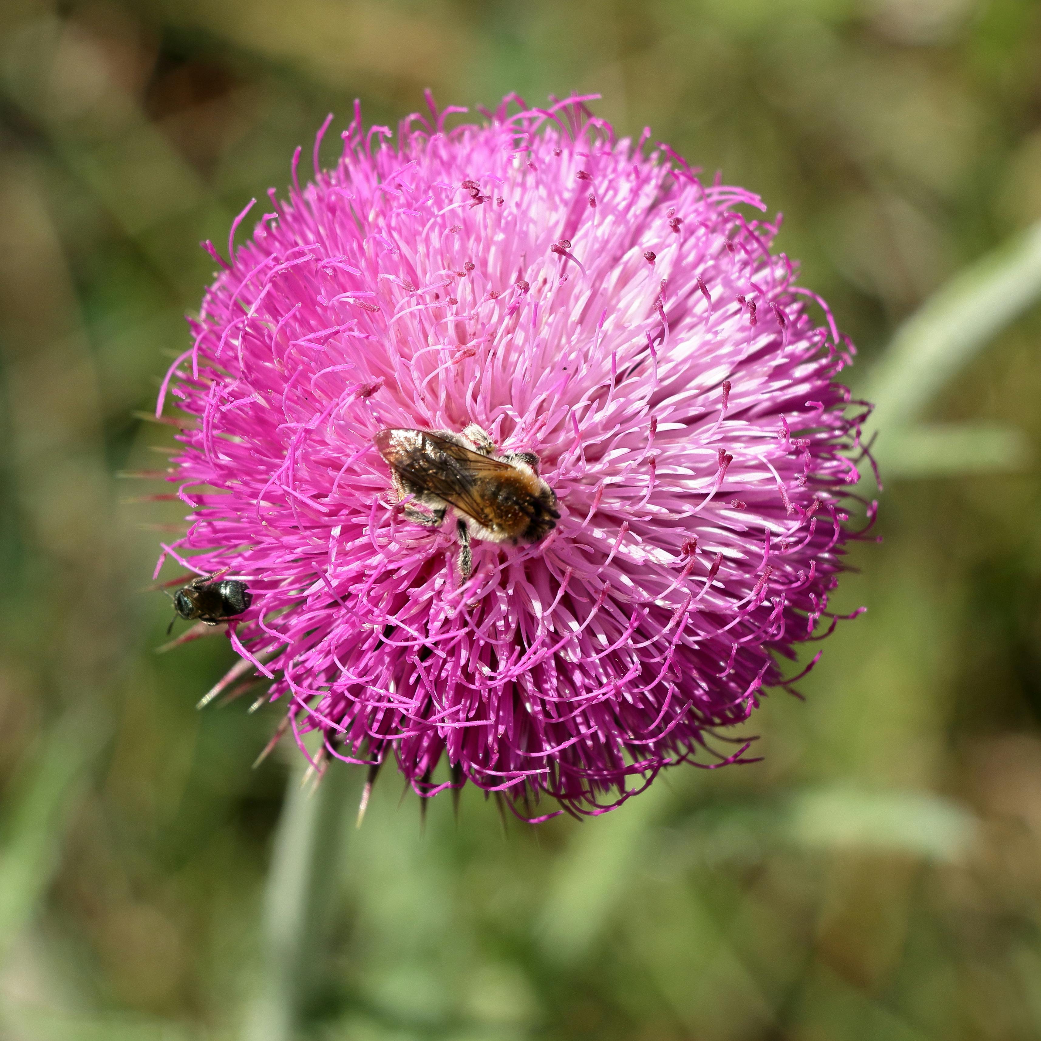 Pollinator Photos, Download The BEST Free Pollinator Stock Photos & HD ...