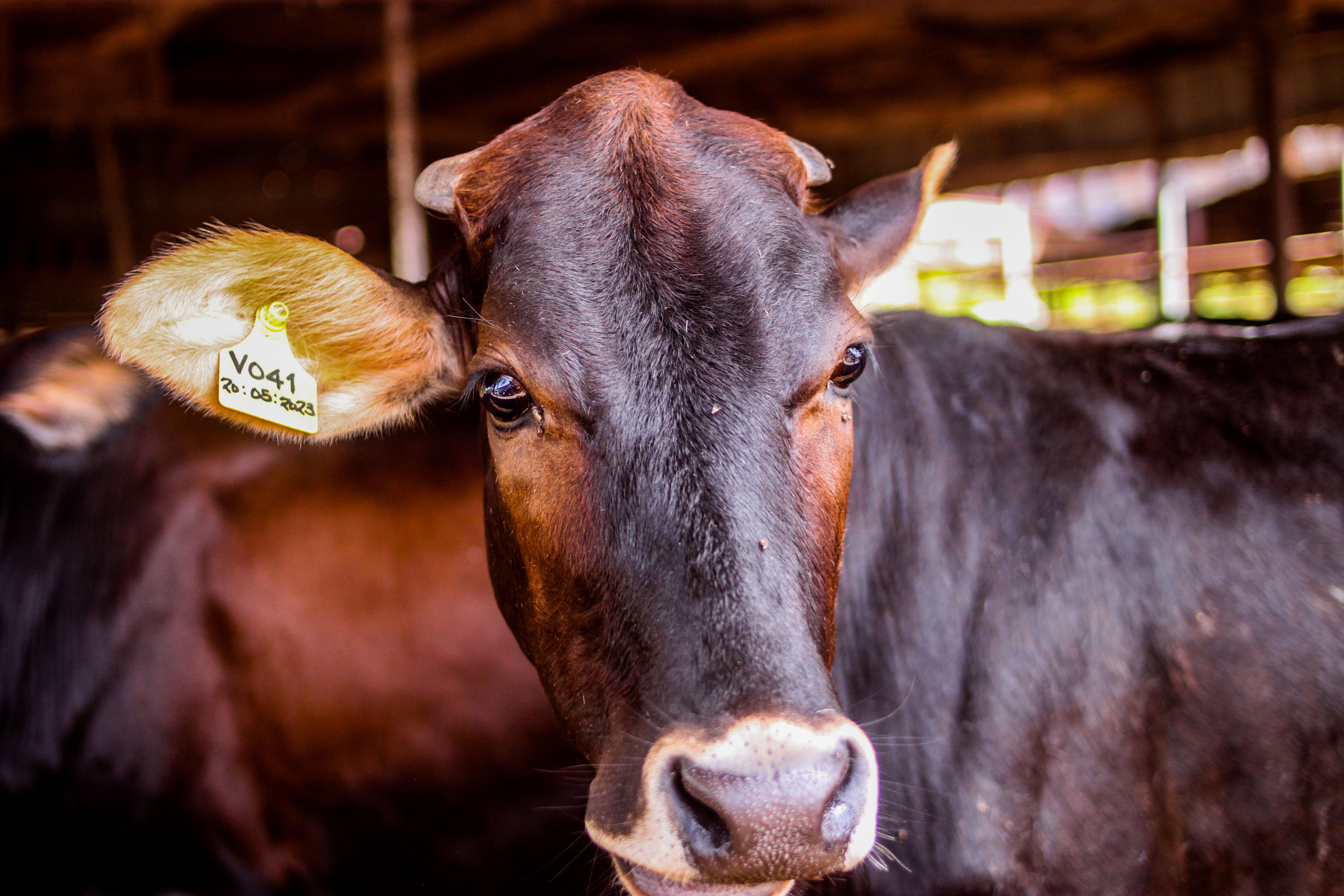 Close-up of Brown Cow in Nigerian Farm · Free Stock Photo