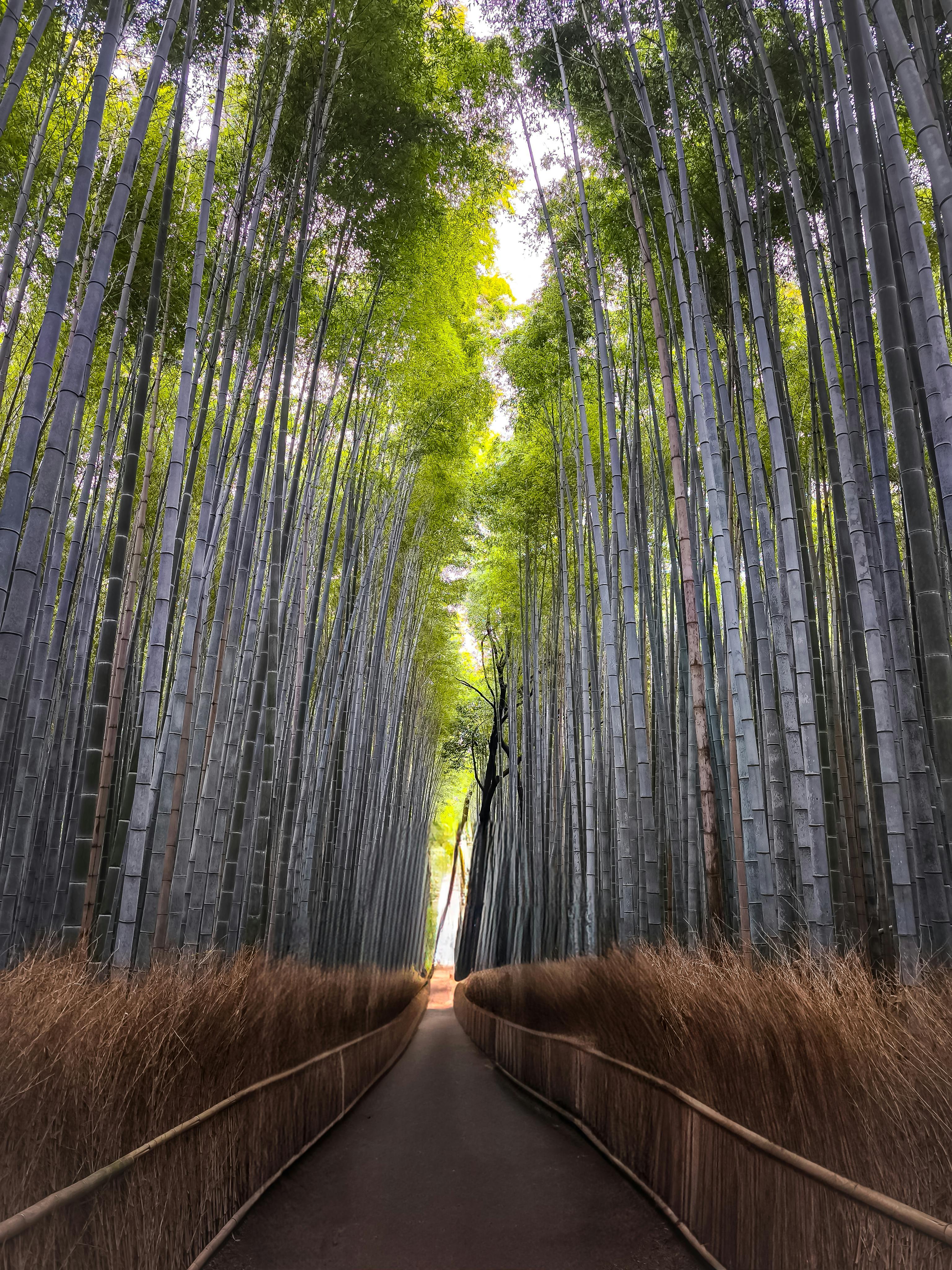 Gratis stockfoto van arashiyama, azië, bamboe, bamboe stengels ...