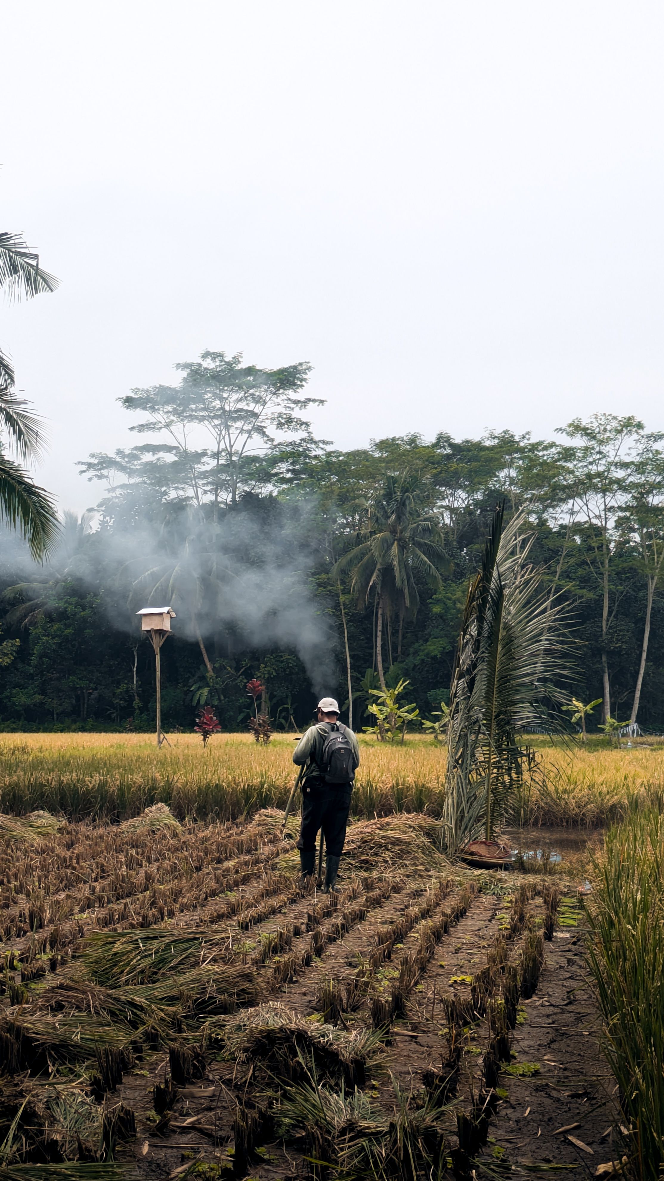 Scenic Rice Field with Farmland Activities · Free Stock Photo