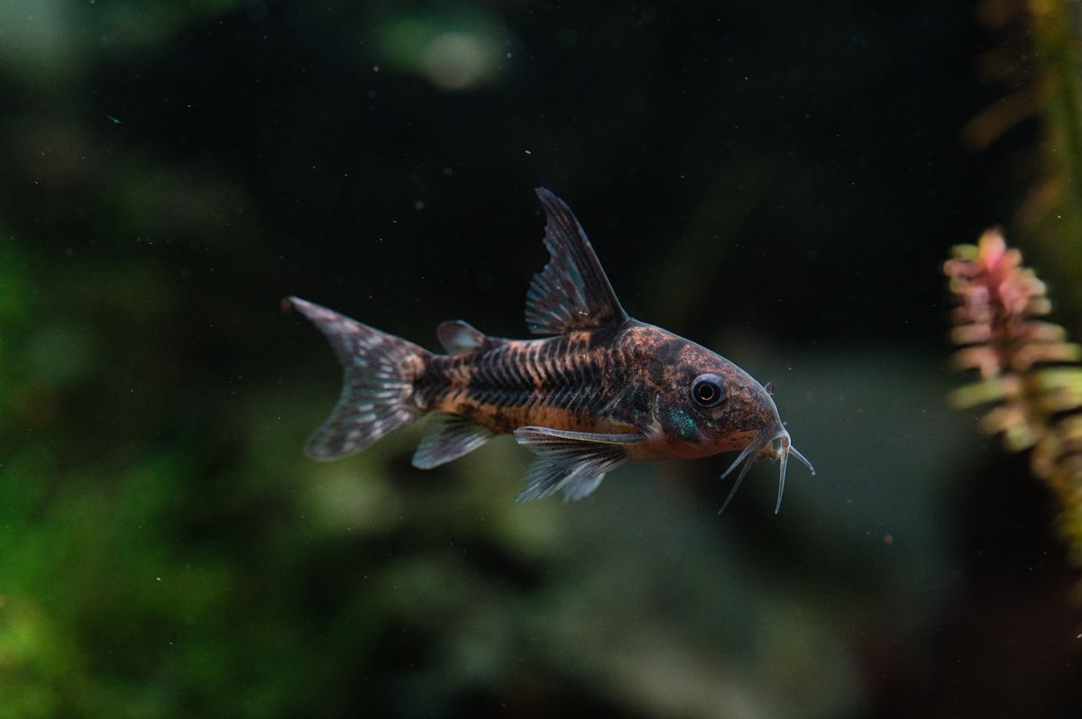 Corydoras Catfish Care: Health Tips & Easy Maintenance Guide