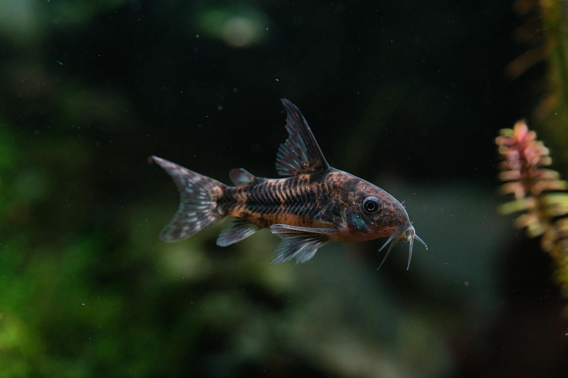 Corydoras Catfish Care: Health Tips & Easy Maintenance Guide