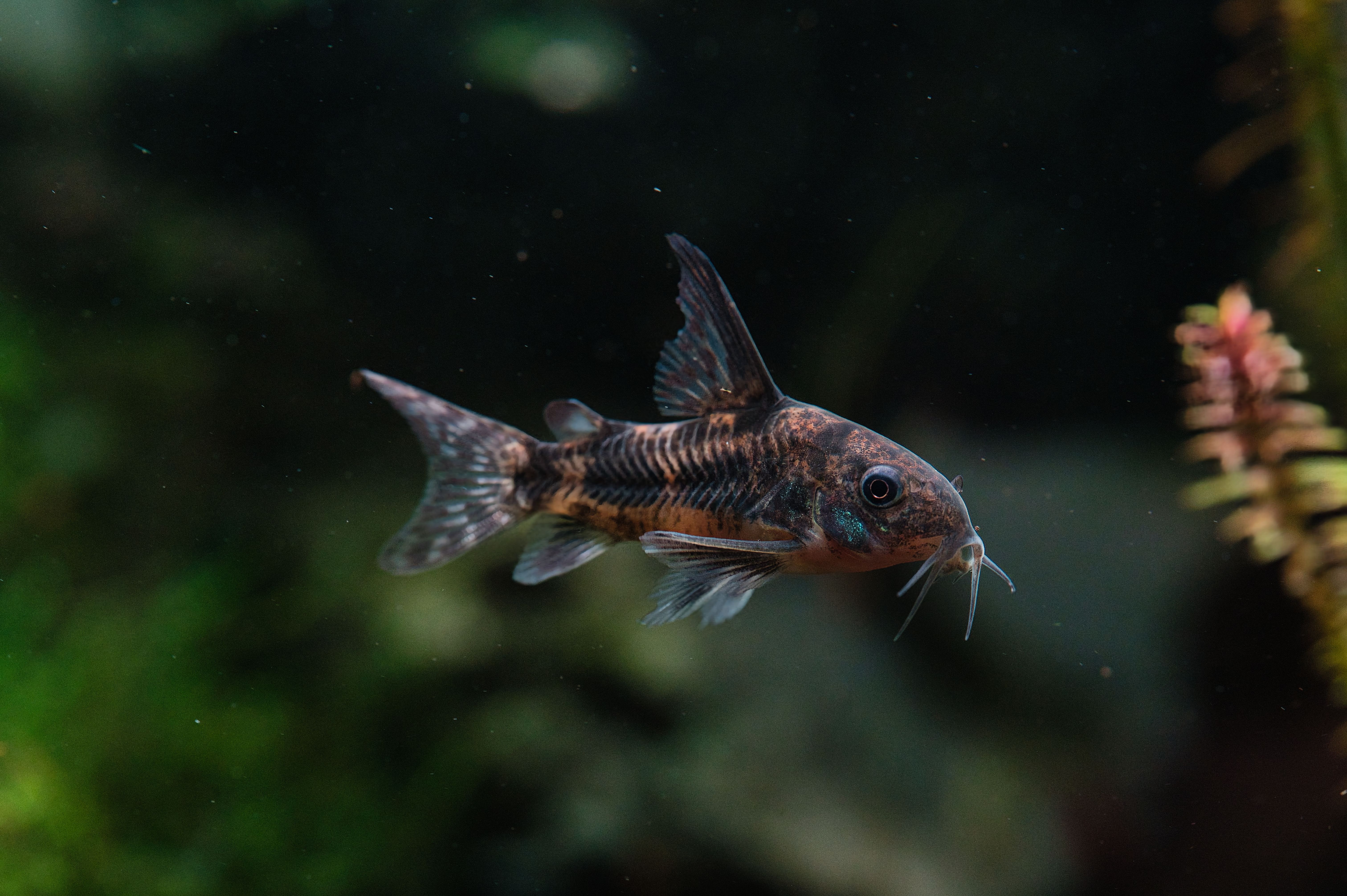 Close-Up of a Corydoras Fish in an Aquarium · Free Stock Photo