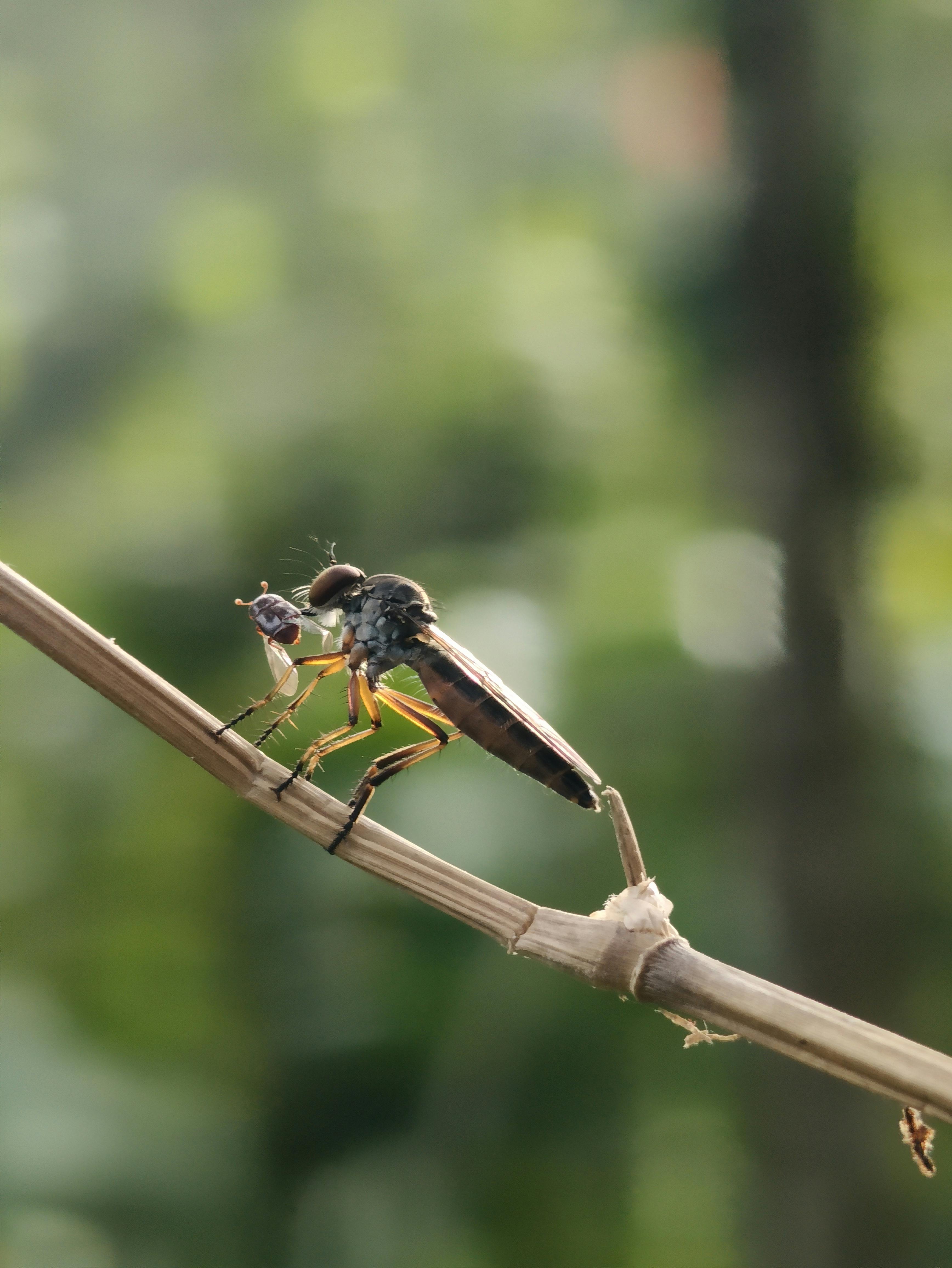 Bugs Photos, Download The BEST Free Bugs Stock Photos & HD Images