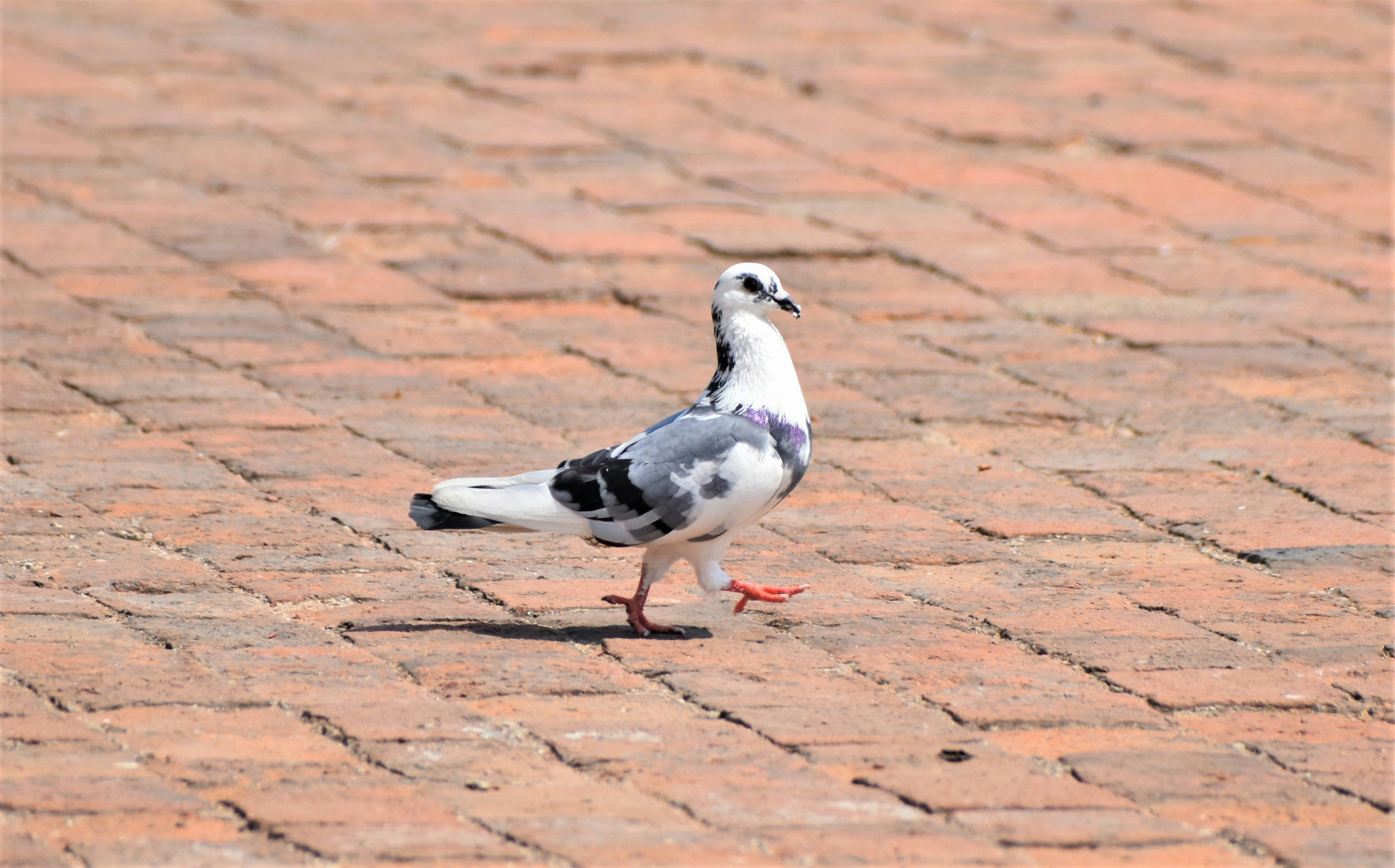 Pigeon Walking on Brick Path in Daylight · Free Stock Photo