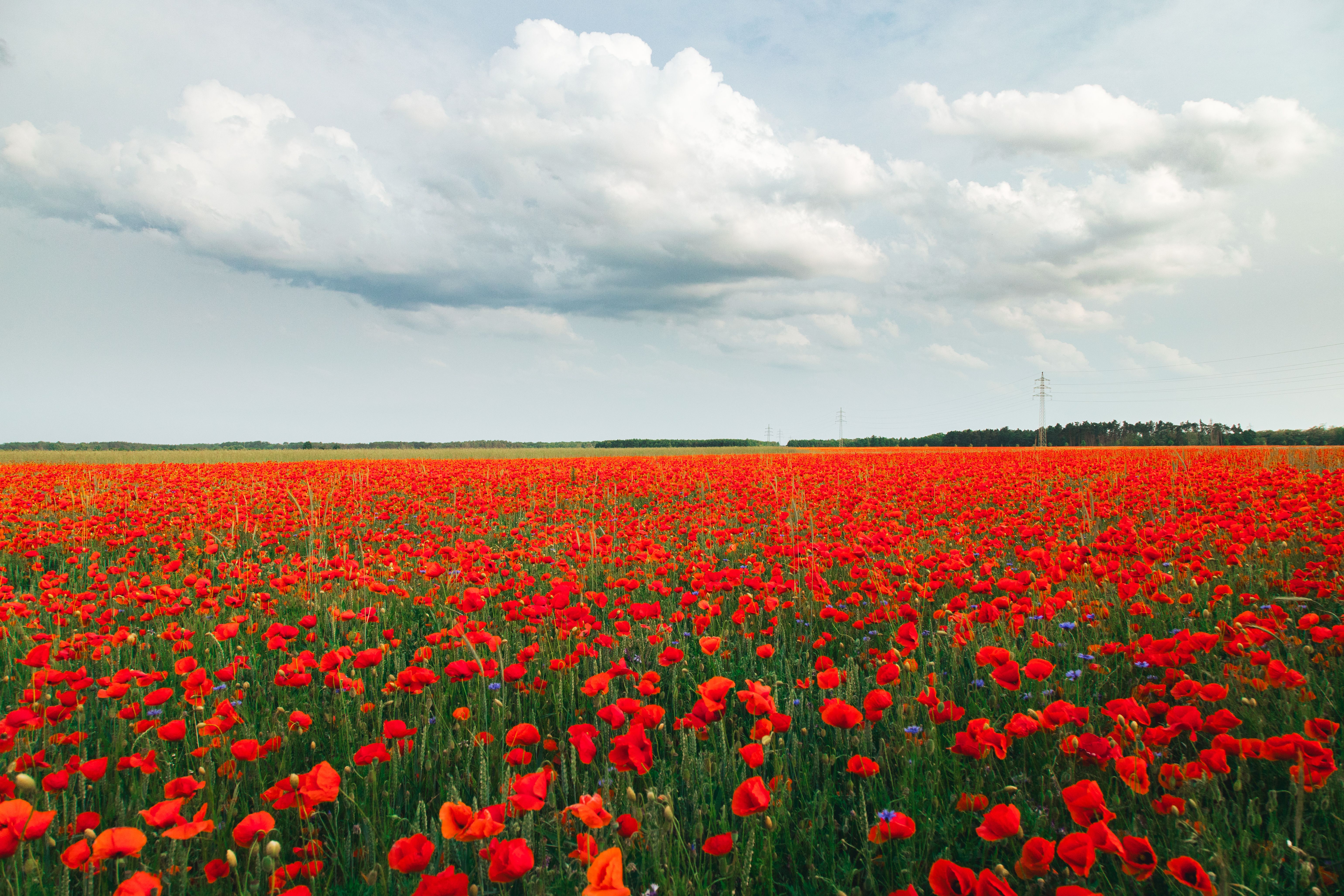 Vibrant Poppy Field under a Bright Blue Sky · Free Stock Photo