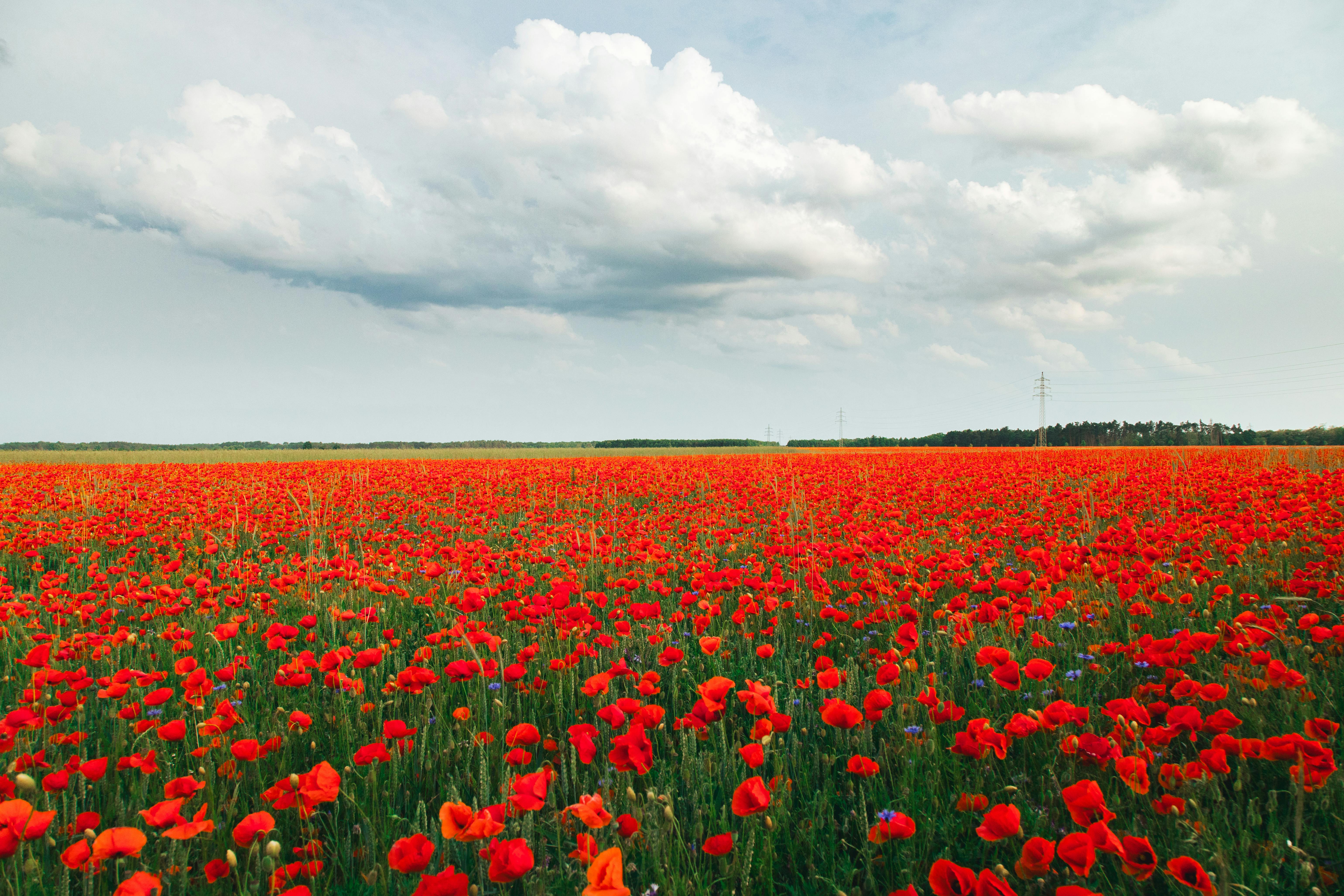 Red Flower Fields during Daytime · Free Stock Photo