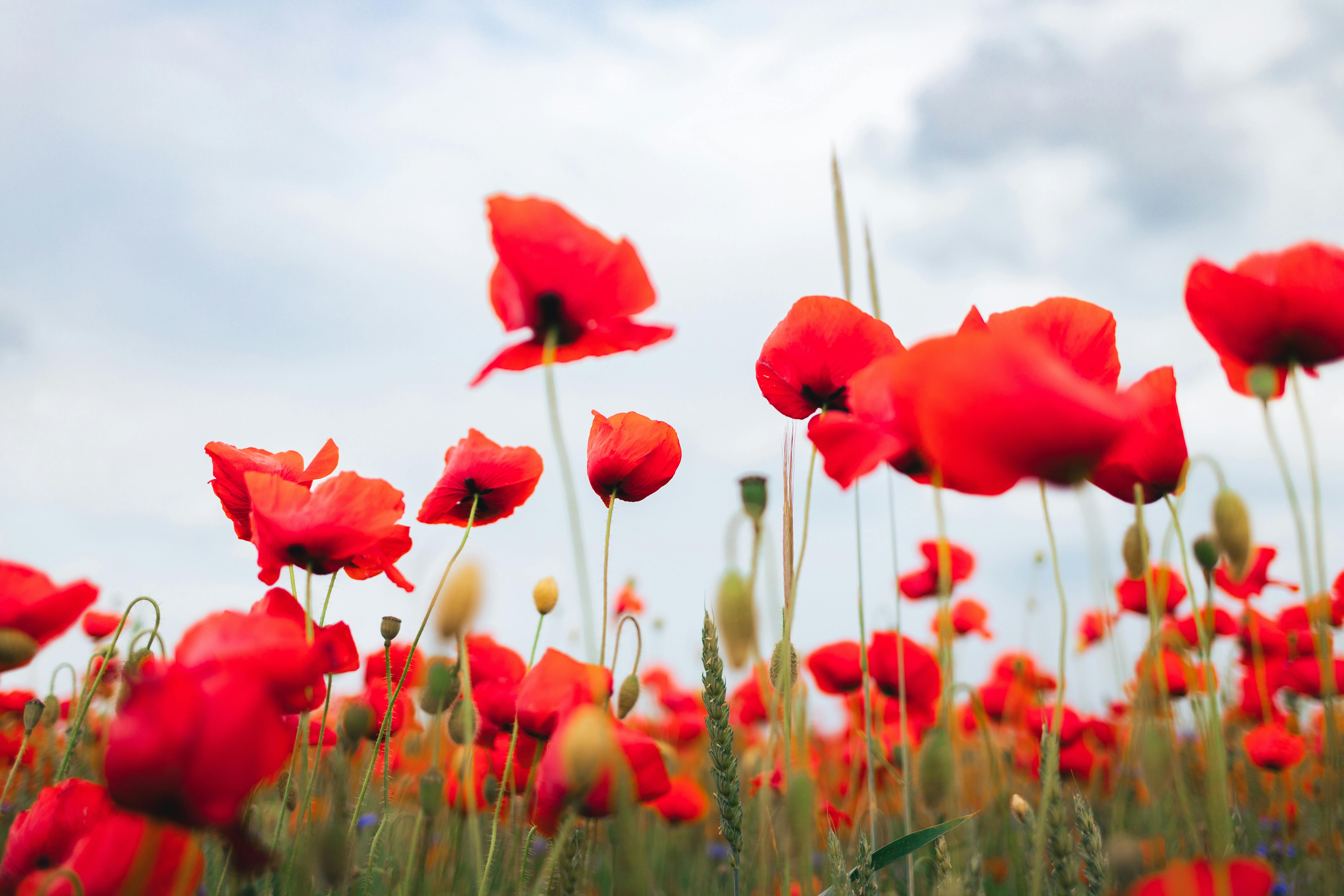 Poppy Wallpaper Photos, Download The BEST Free Poppy Wallpaper Stock ...