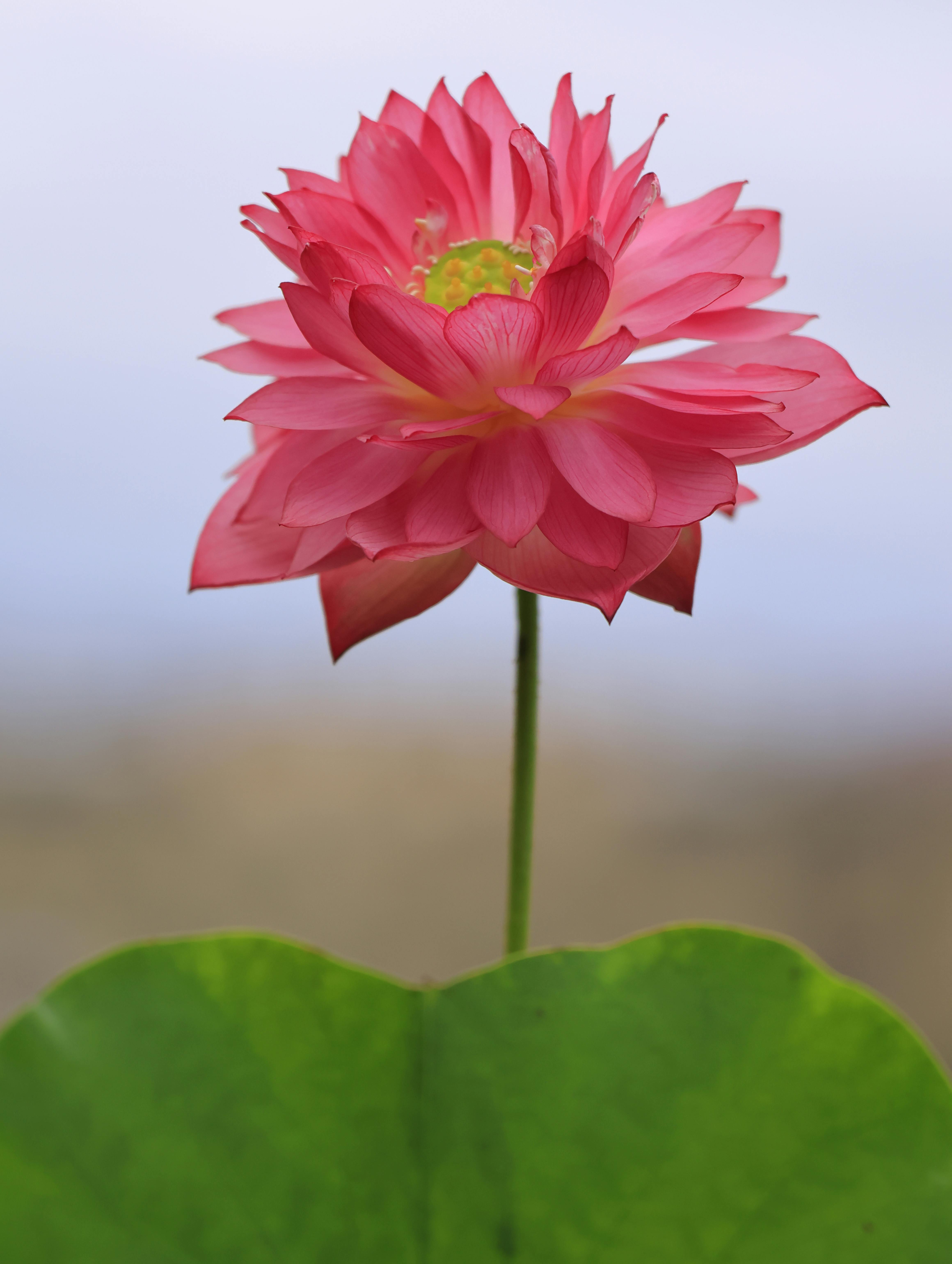 Flower Portrait Photos, Download The BEST Free Flower Portrait Stock ...