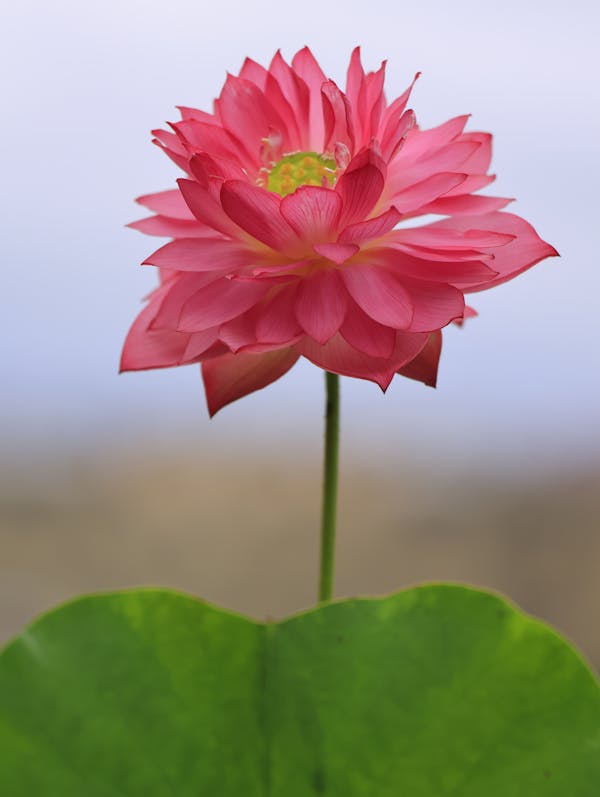 Flower Portrait Photos, Download The BEST Free Flower Portrait Stock ...