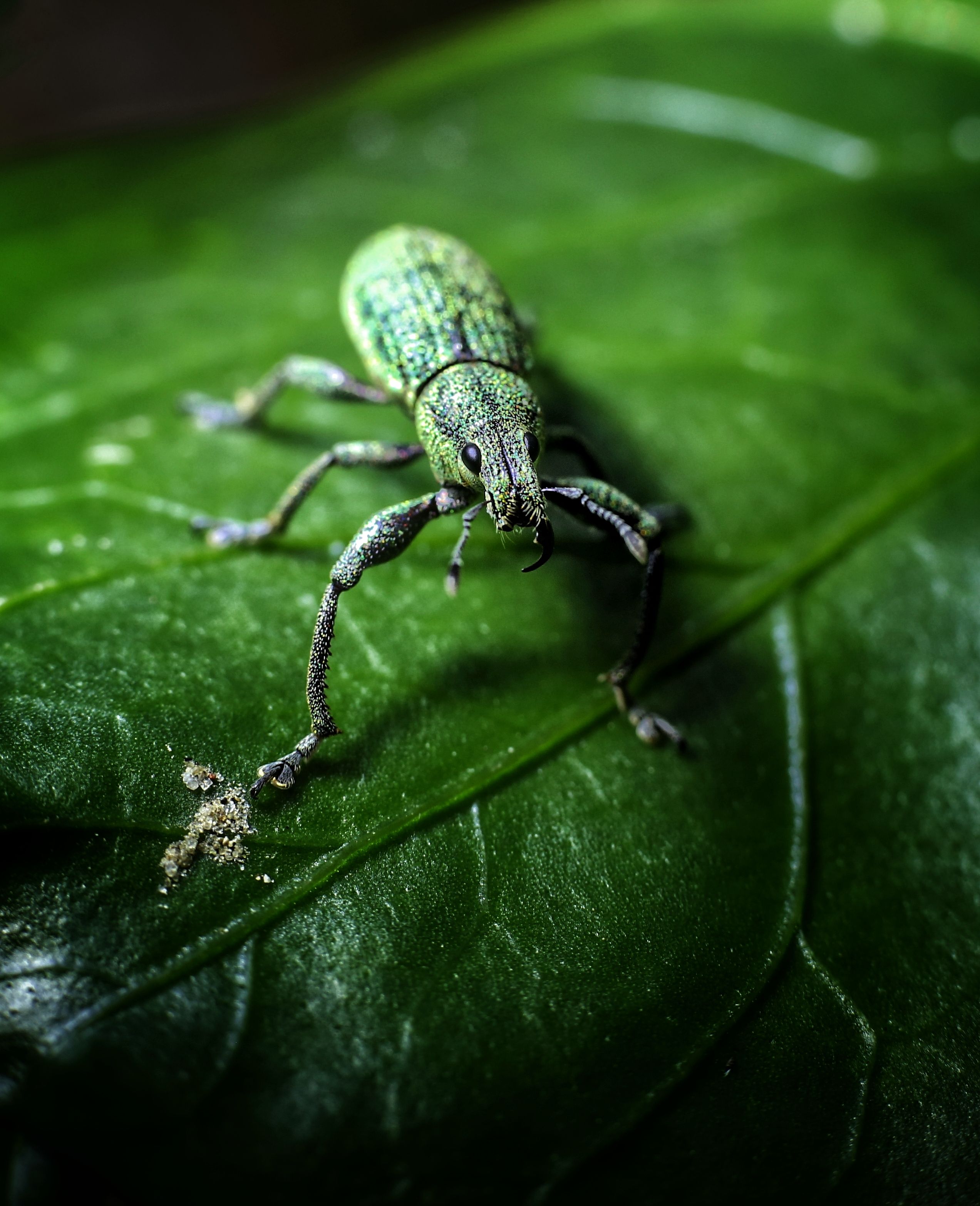Vibrant Green Weevil on Leaf Close-Up · Free Stock Photo