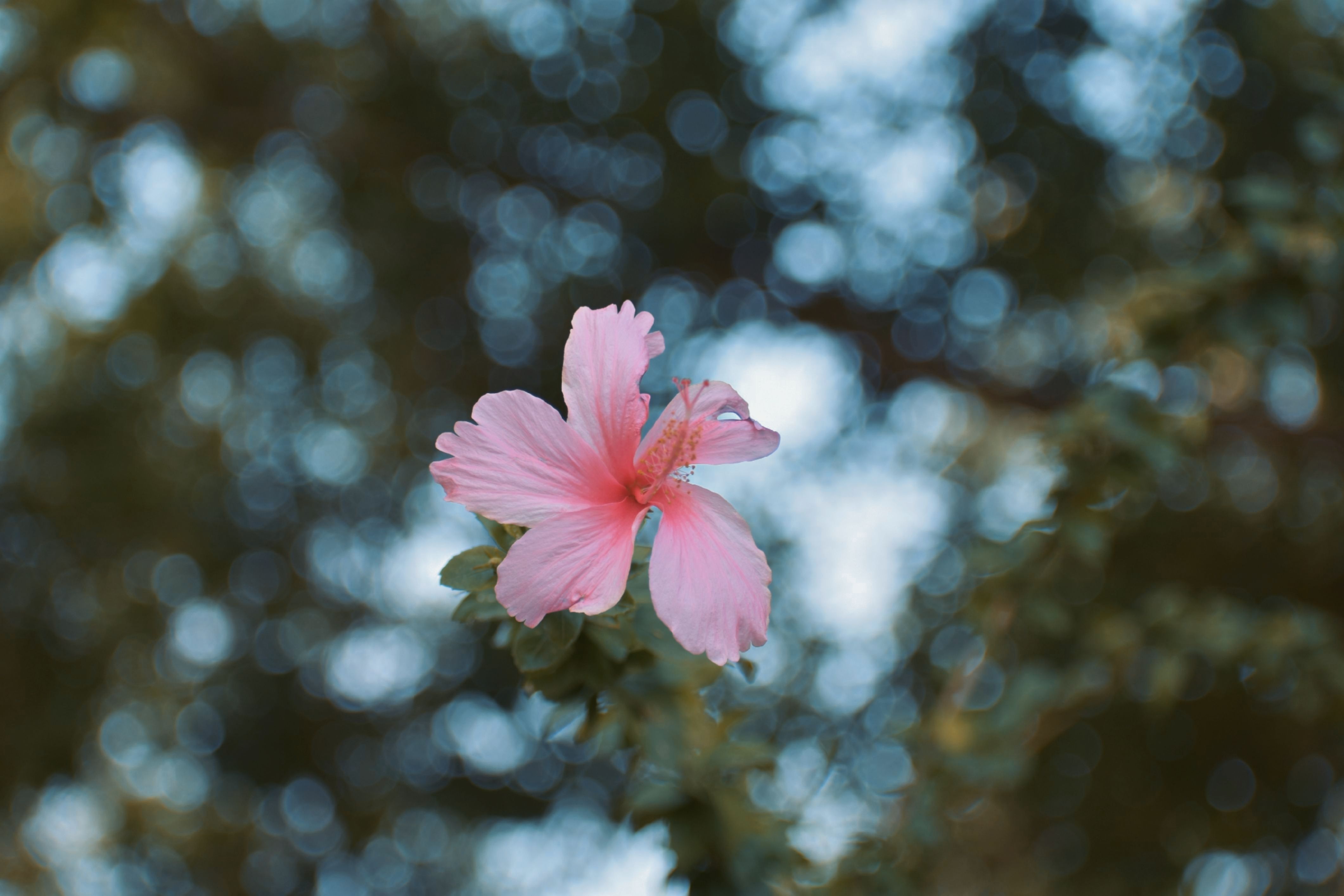 Hibiscus Flower Blueprint Photos, Download The BEST Free Hibiscus ...
