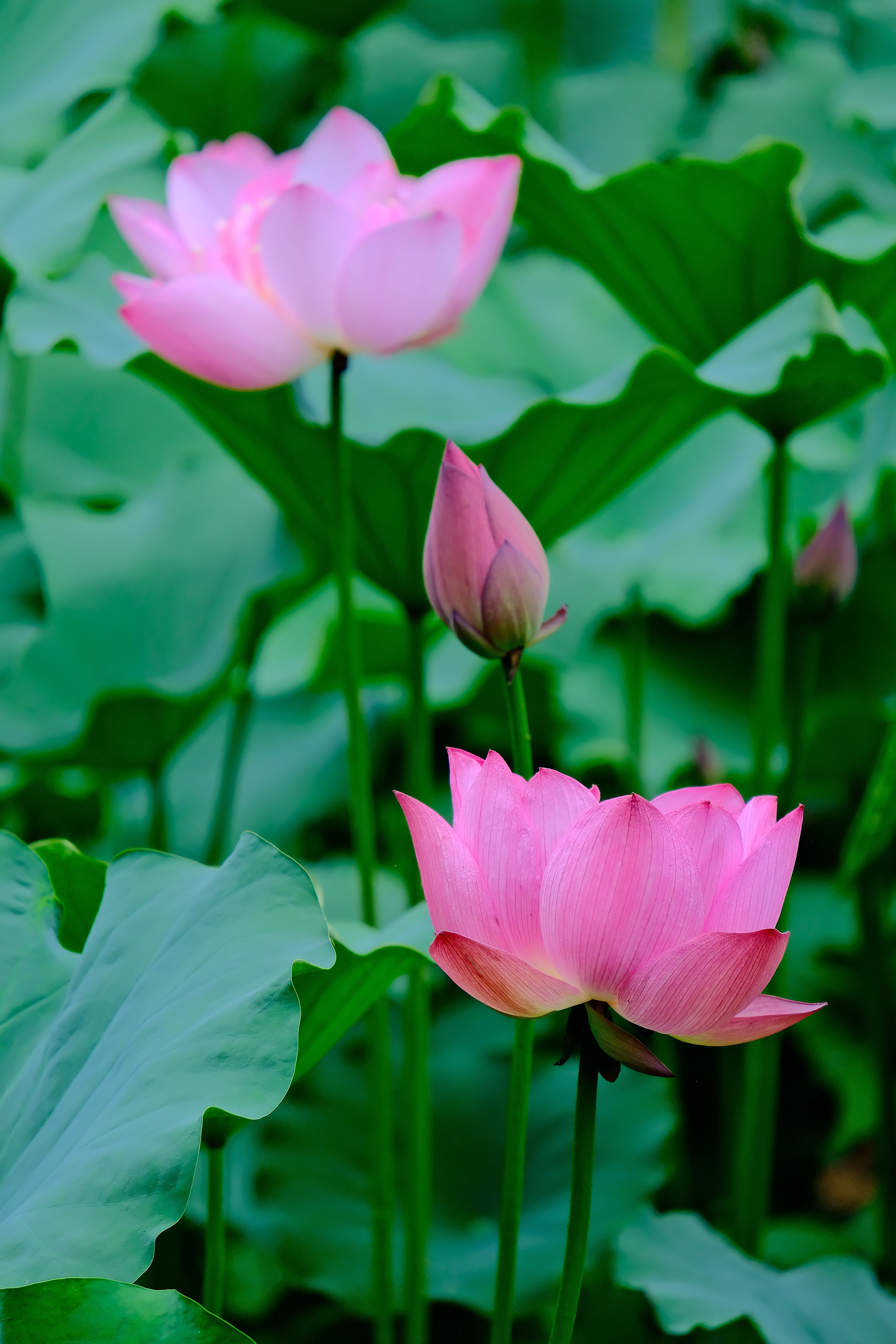 Pure+Pc Photos, Download The BEST Free Pure+Pc Stock Photos & HD Images