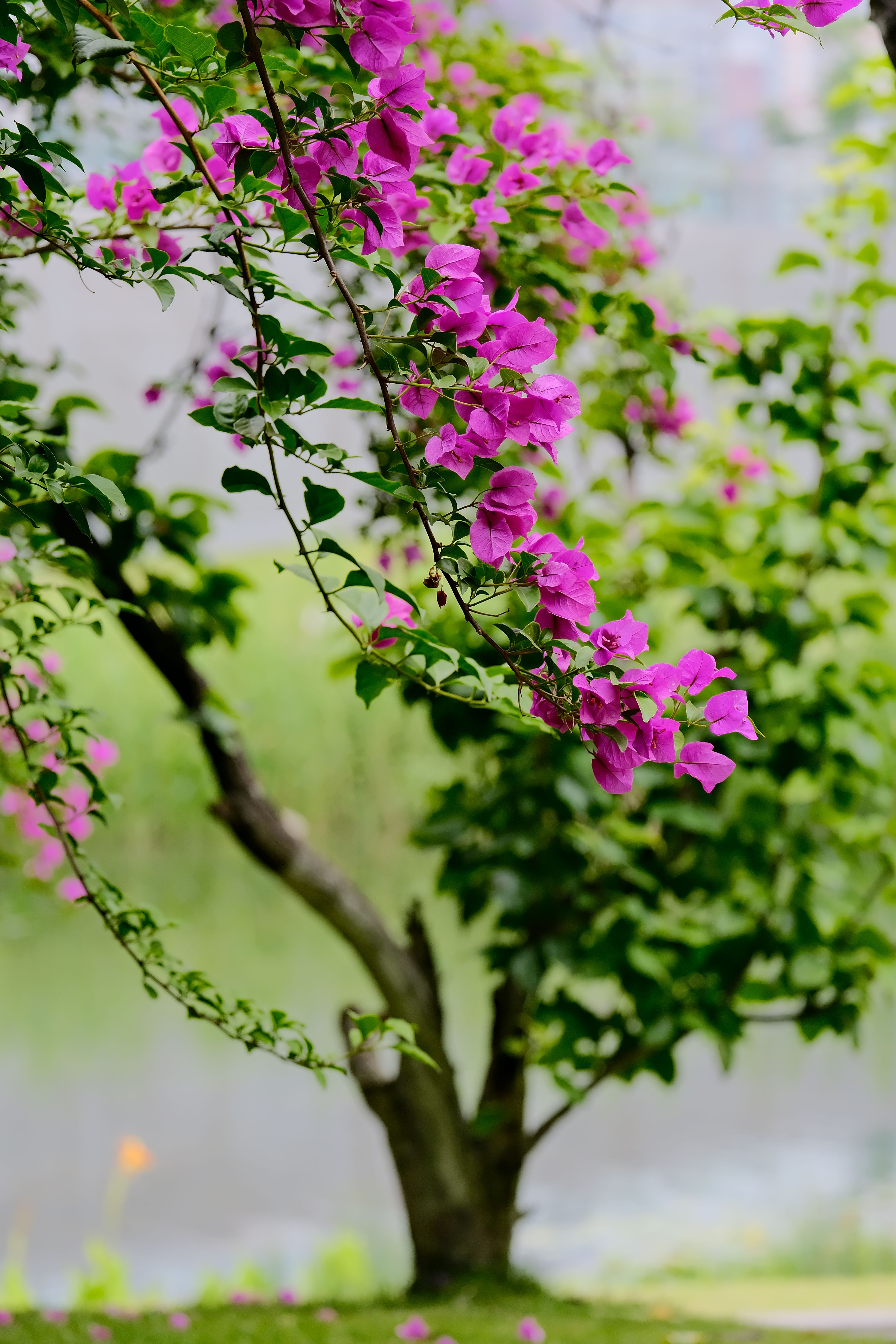 Blooming Flowers Photos, Download The BEST Free Blooming Flowers Stock ...