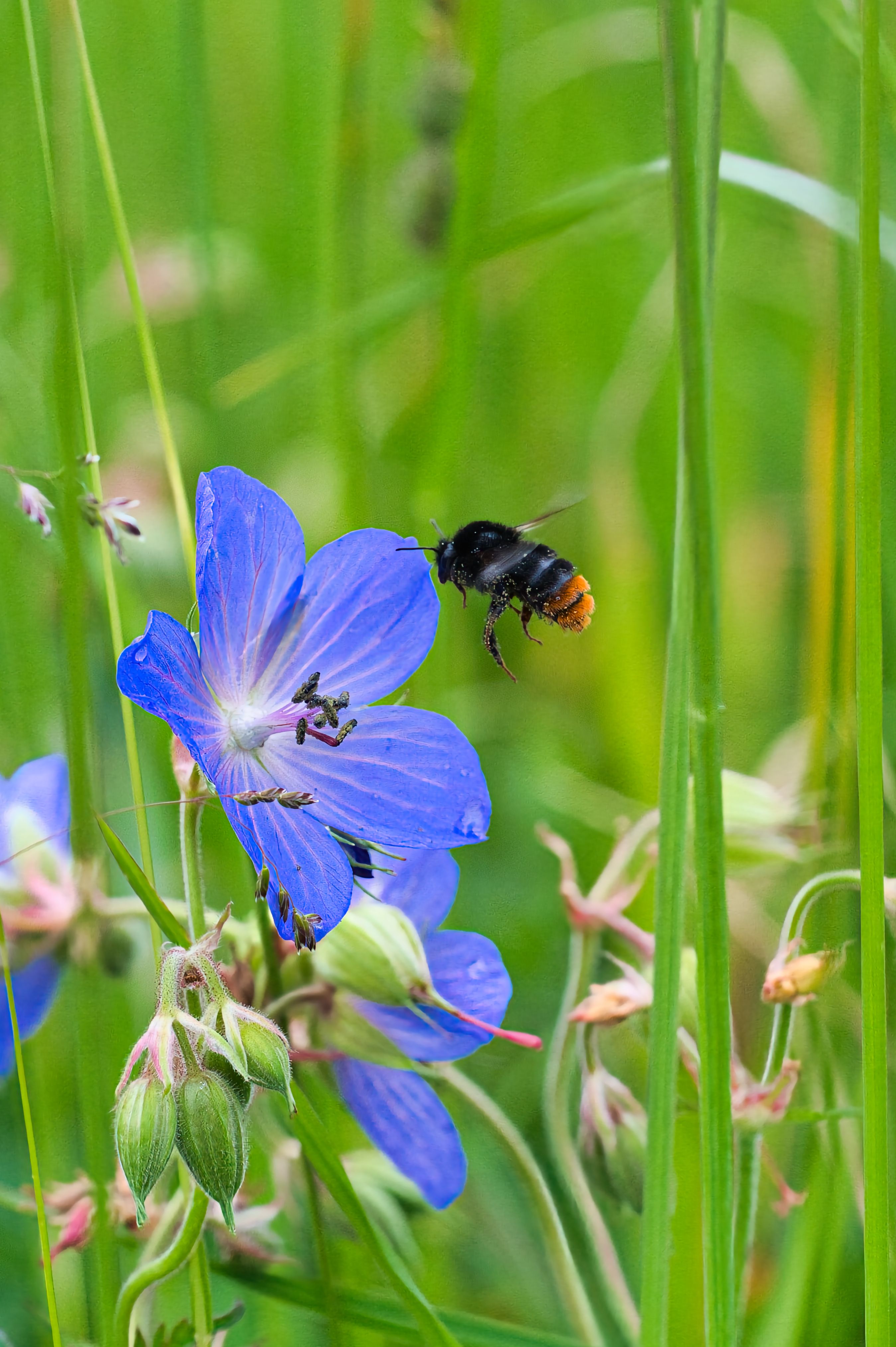 Vibrant Bee Pollinating Blue Wildflower in Slovakia · Free Stock Photo