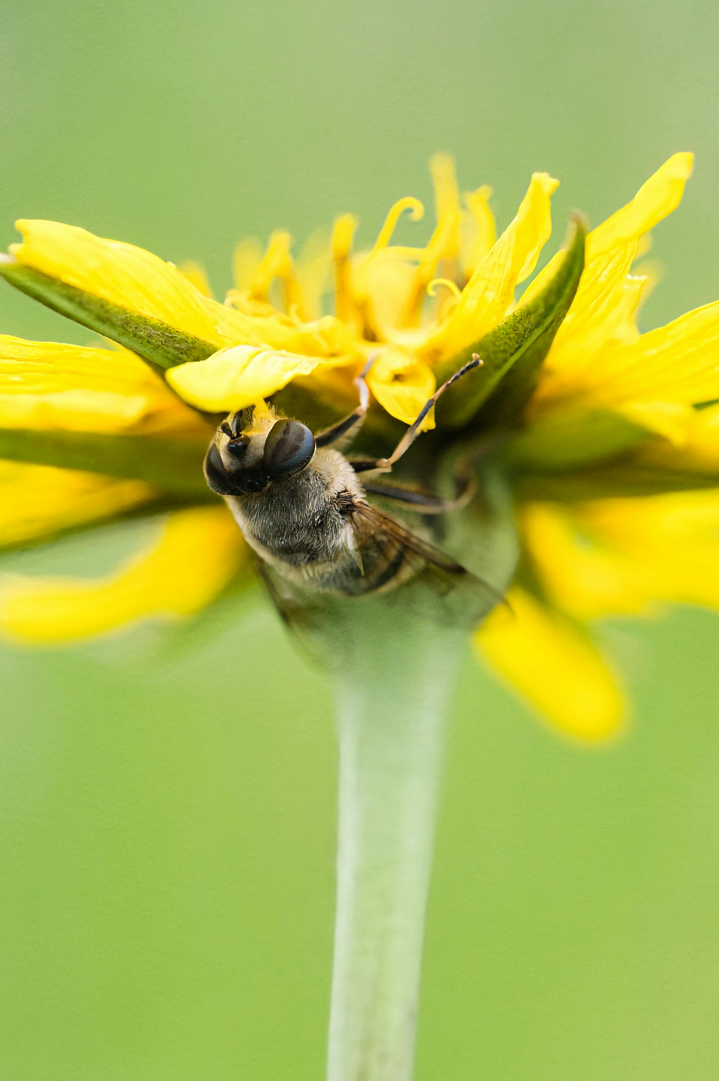 Pollinator Photos, Download The BEST Free Pollinator Stock Photos & HD ...