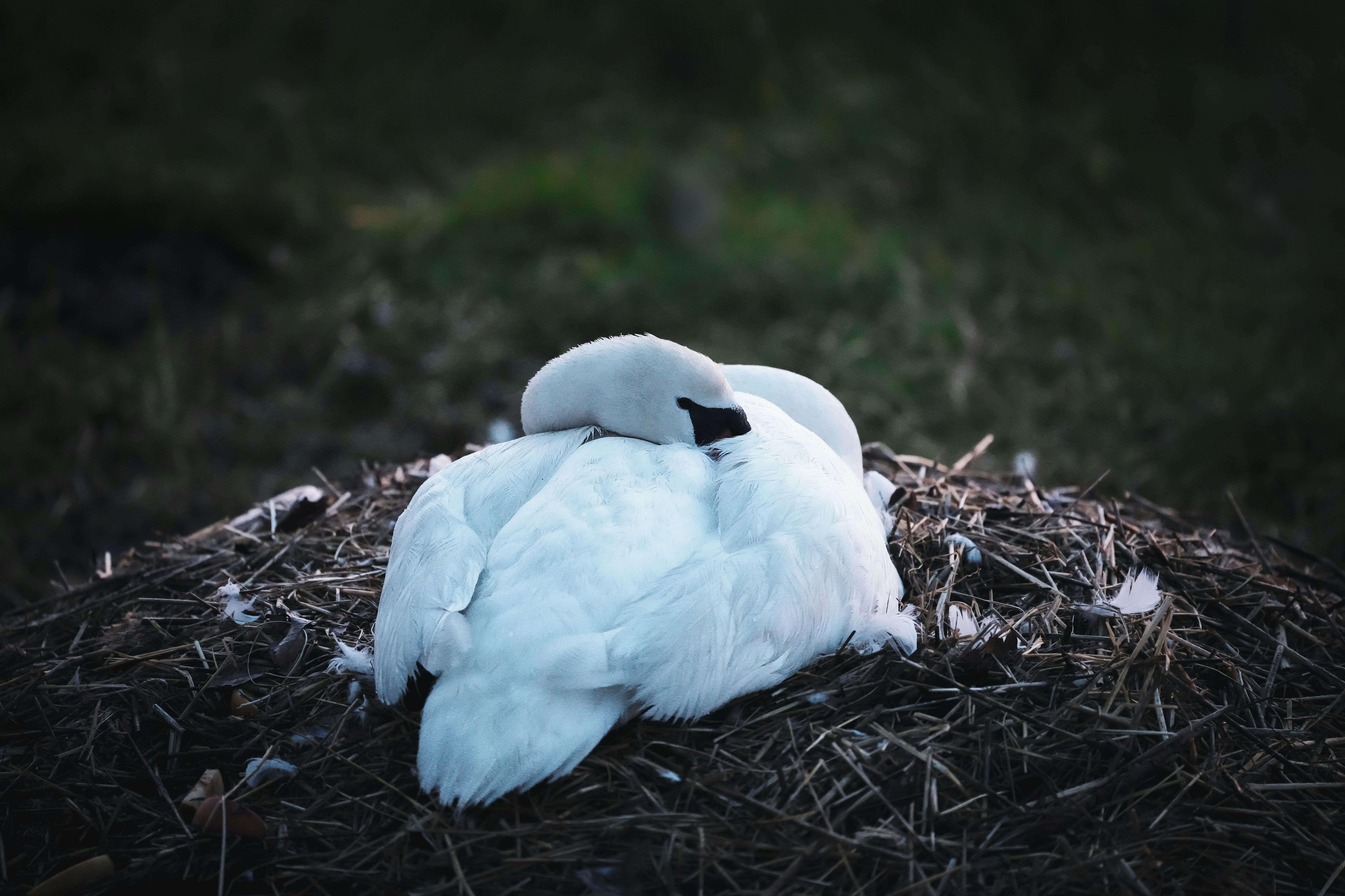 Nest Feathers Photos, Download The BEST Free Nest Feathers Stock Photos ...