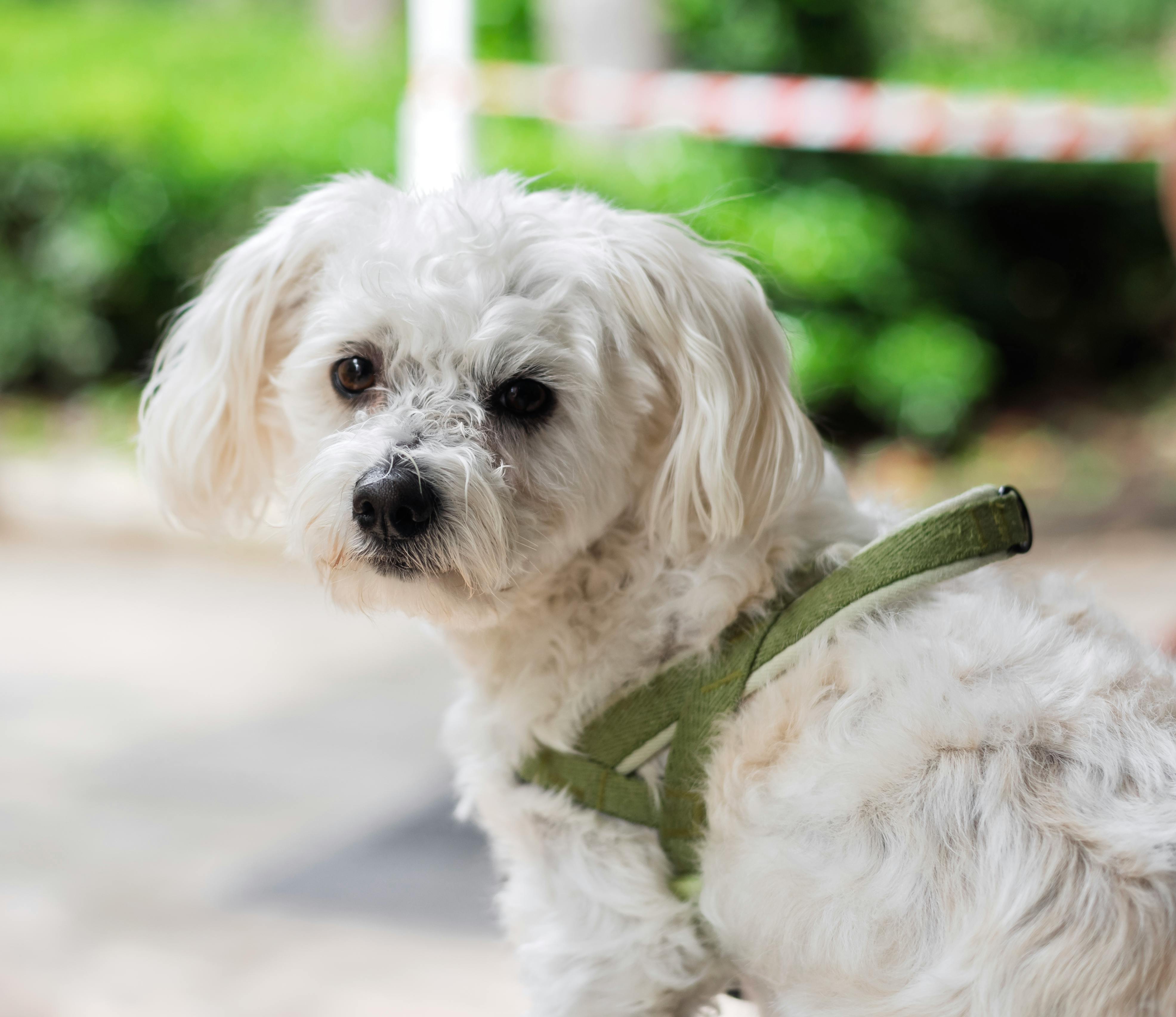 Broken Leash Photos, Download The BEST Free Broken Leash Stock Photos ...