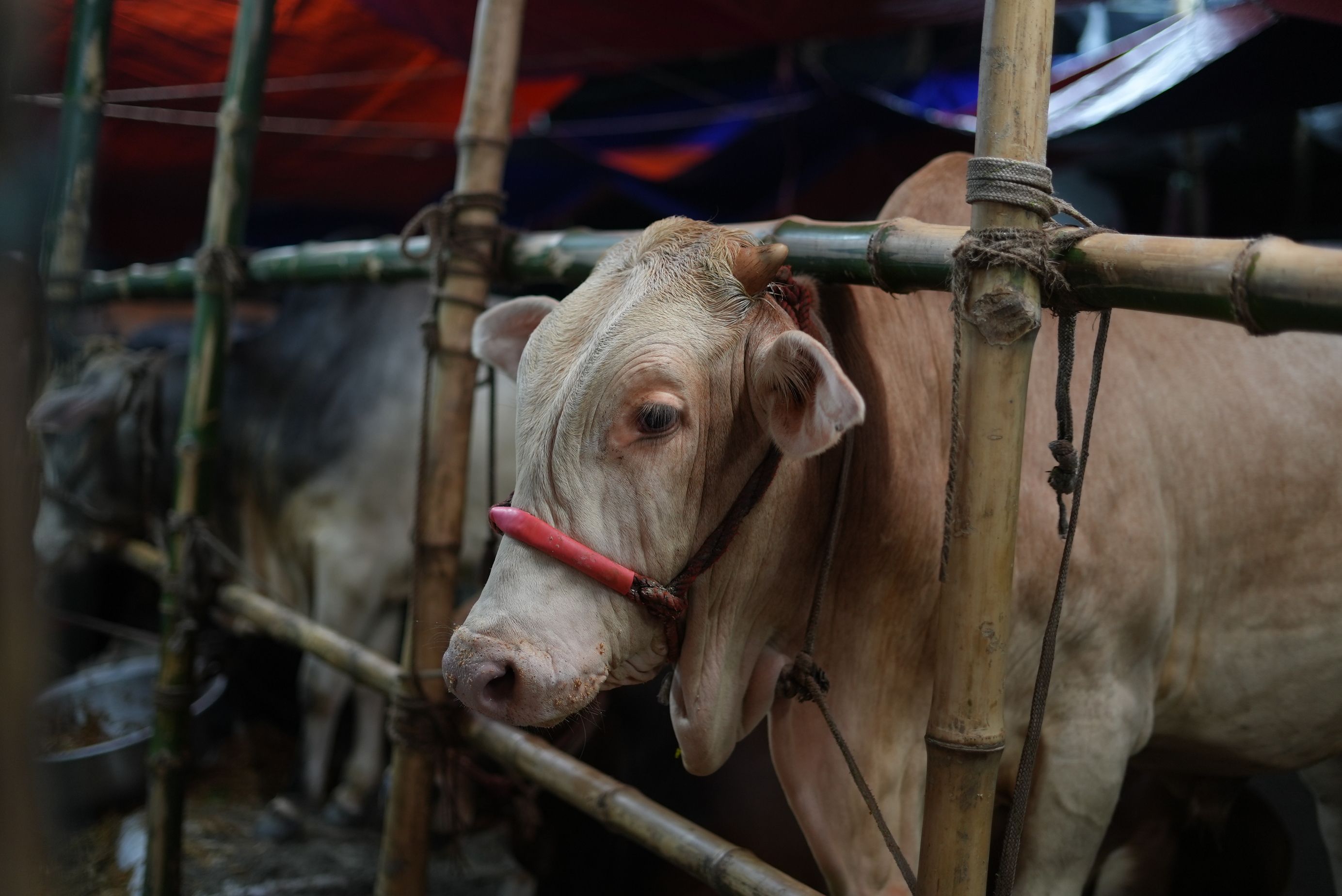Qurbani Eid Photos, Download The BEST Free Qurbani Eid Stock Photos ...