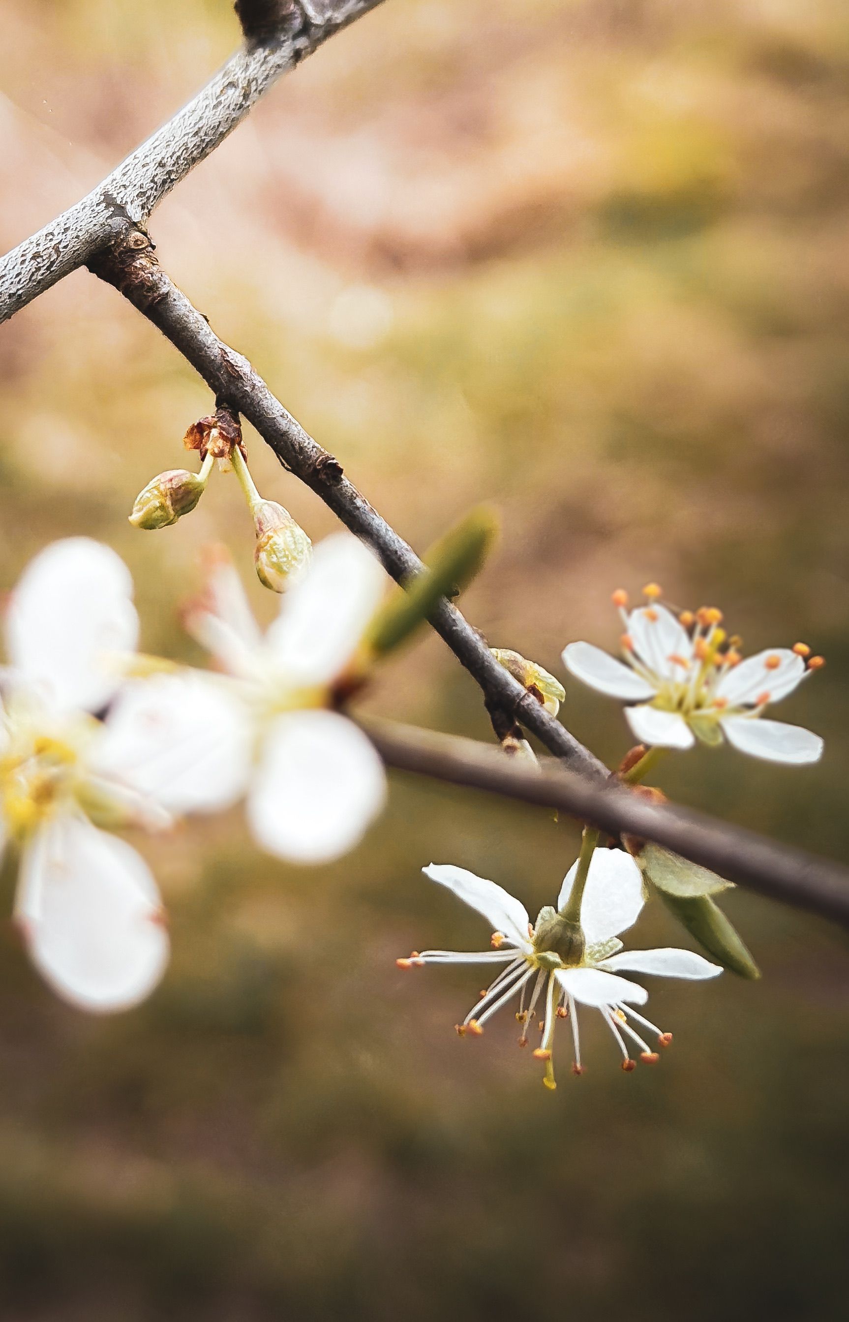 Botany Photos, Download The BEST Free Botany Stock Photos & HD Images