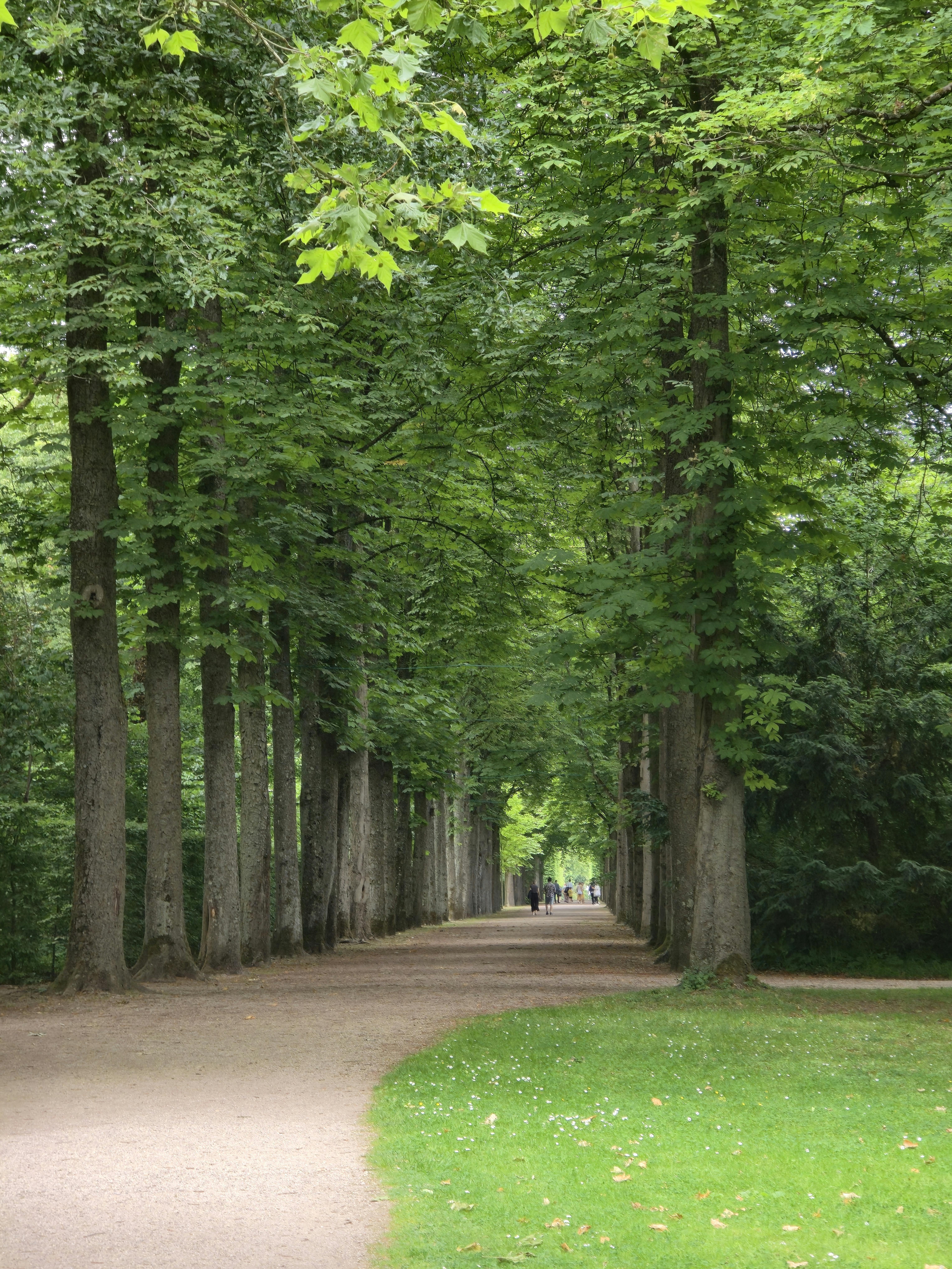 Peaceful Tree-Lined Pathway in Lush Park · Free Stock Photo