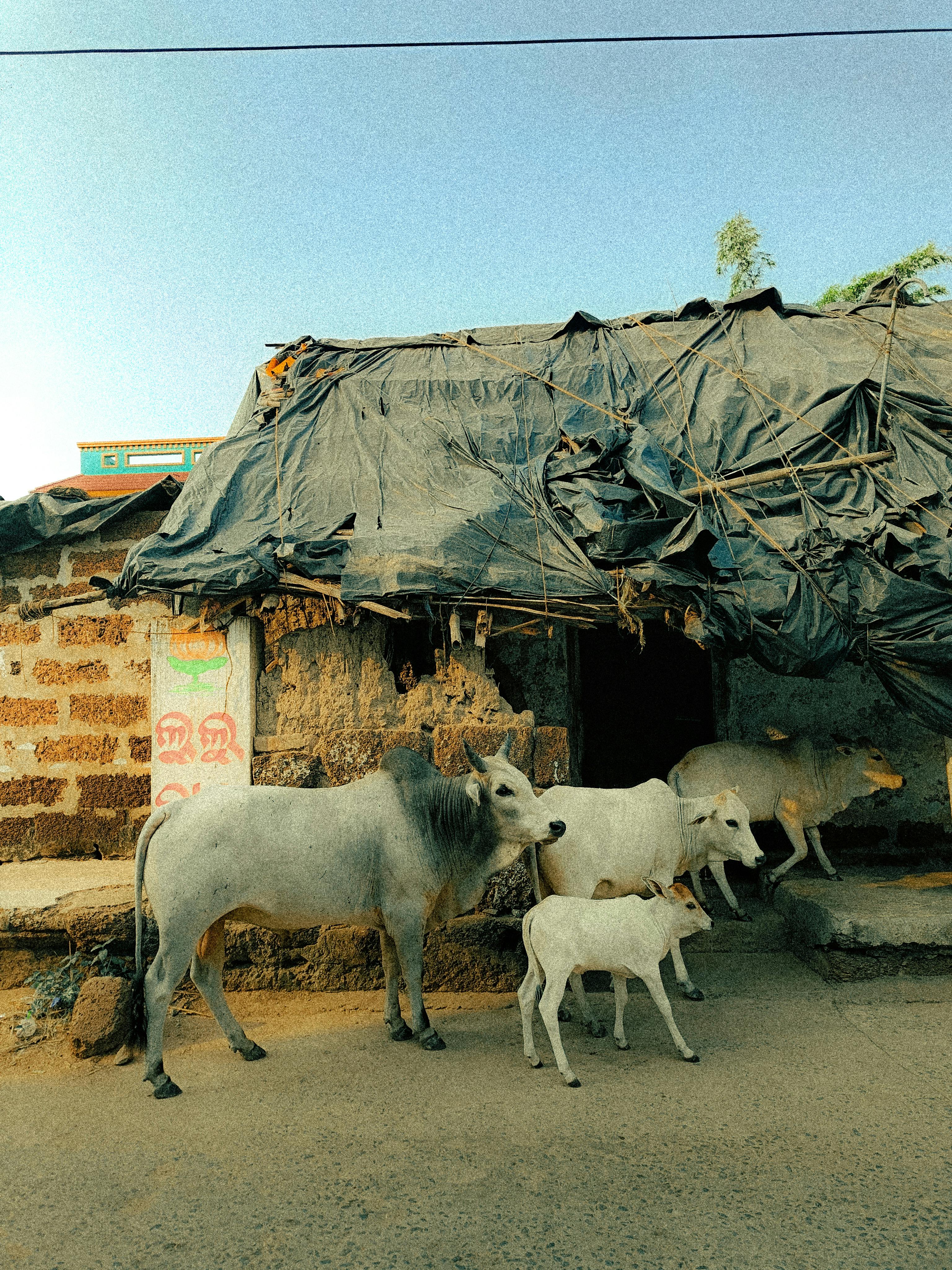 Rustic Indian Village Scene with Cows · Free Stock Photo