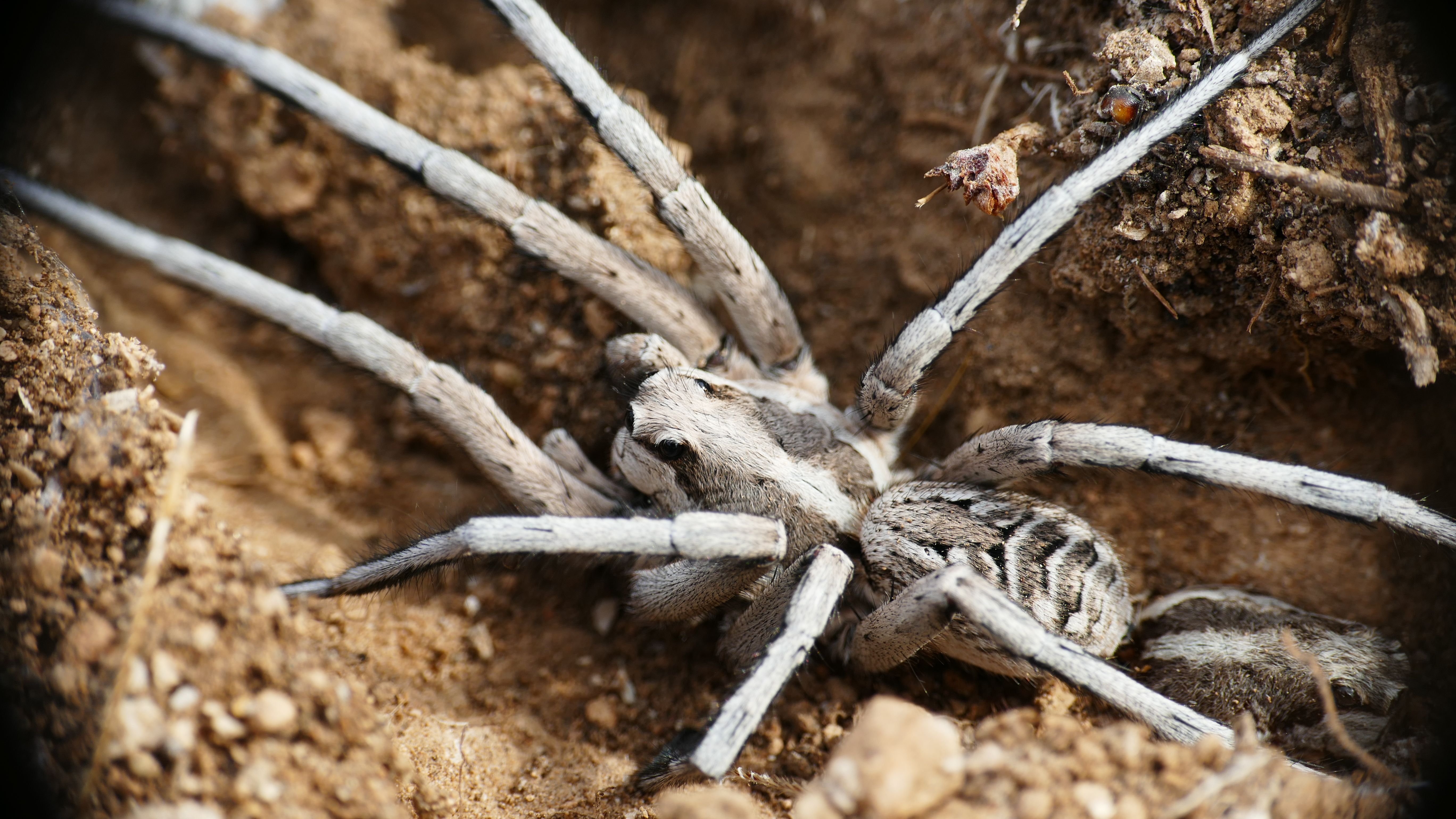 Close-up of a Wolf Spider in Natural Habitat · Free Stock Photo