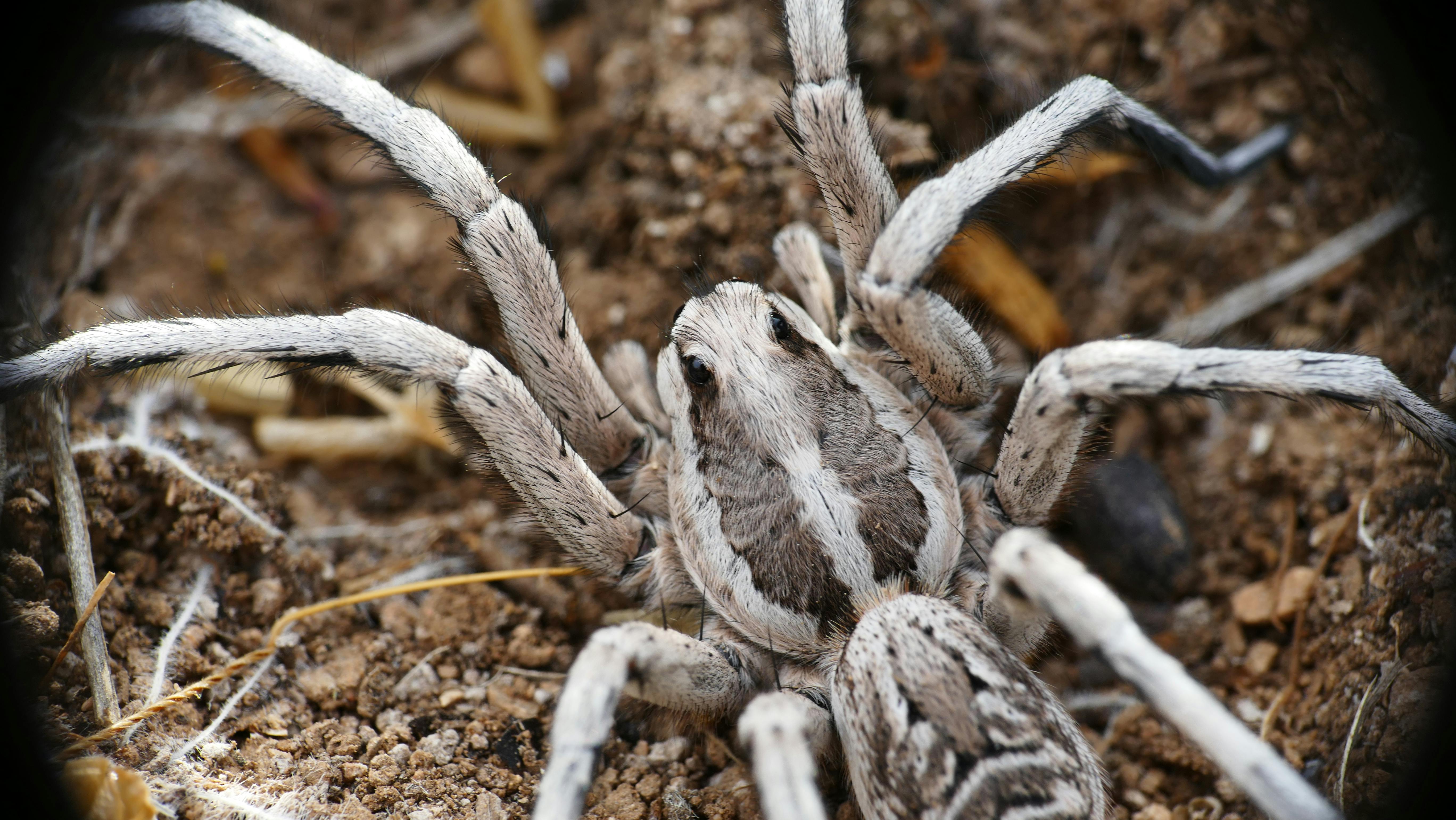 Survival Photos, Download The BEST Free Survival Stock Photos & HD Images