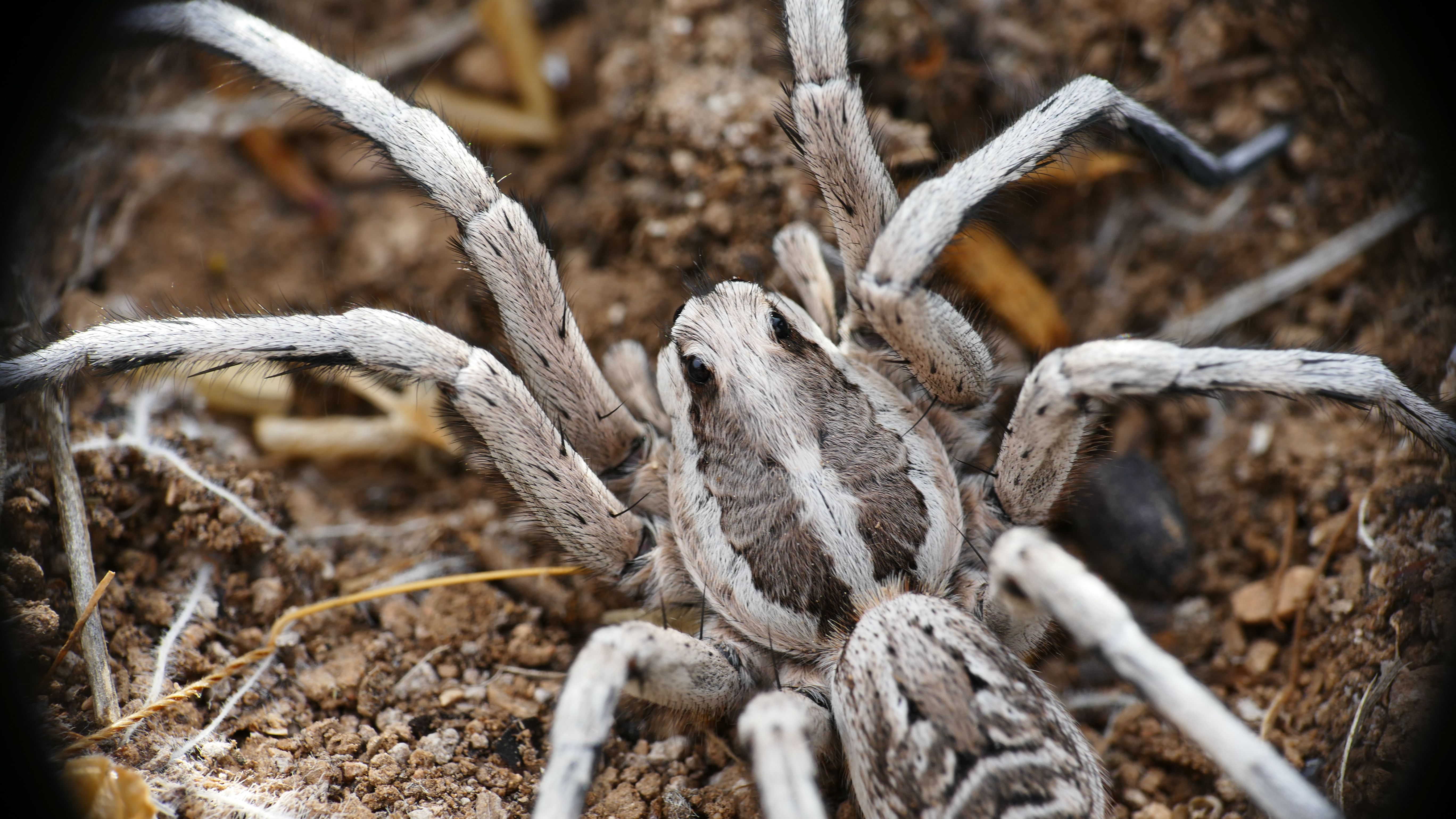 Close-up of a Large Spider on Soil · Free Stock Photo