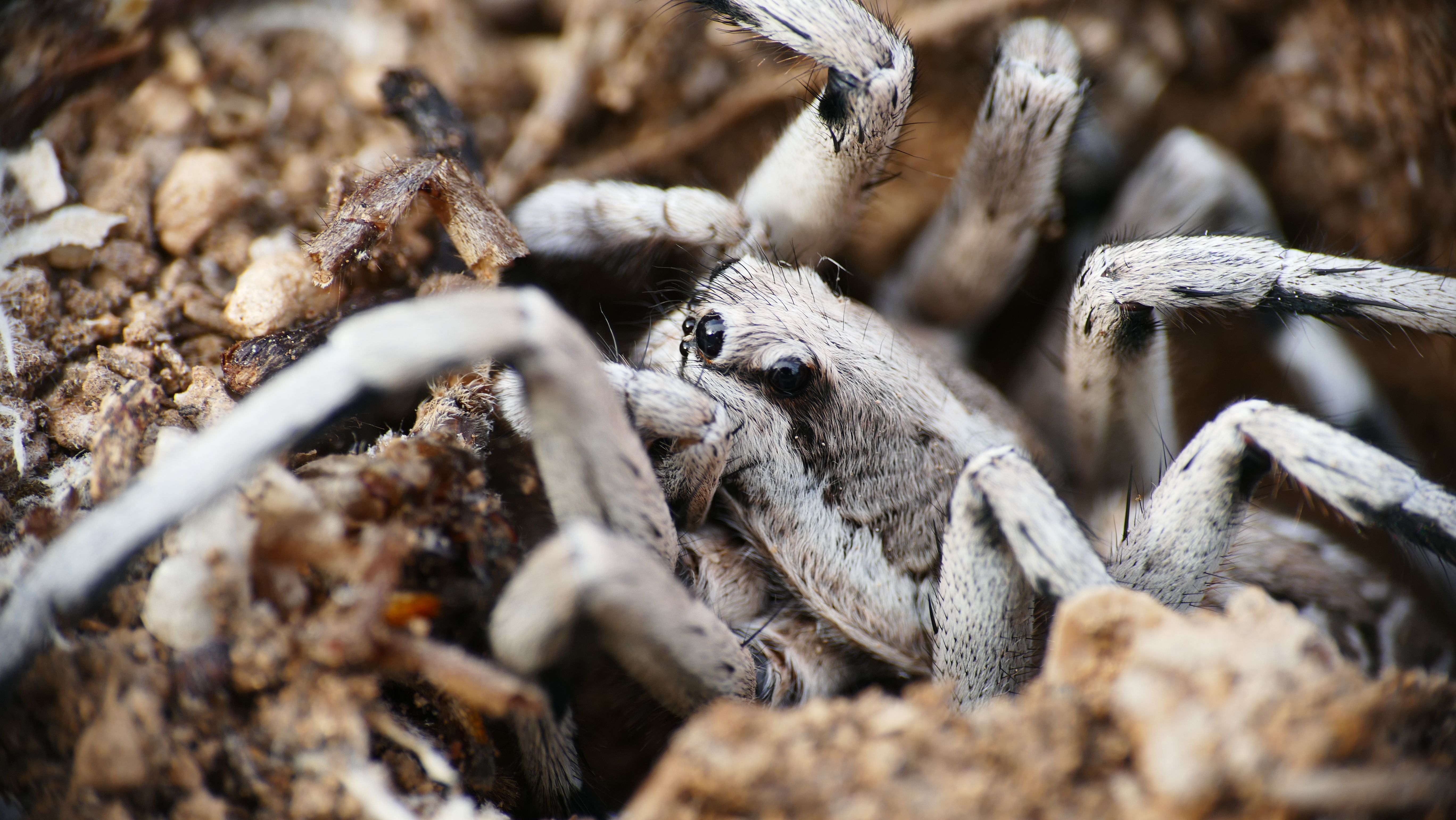 Close-Up of Spider in Natural Habitat · Free Stock Photo