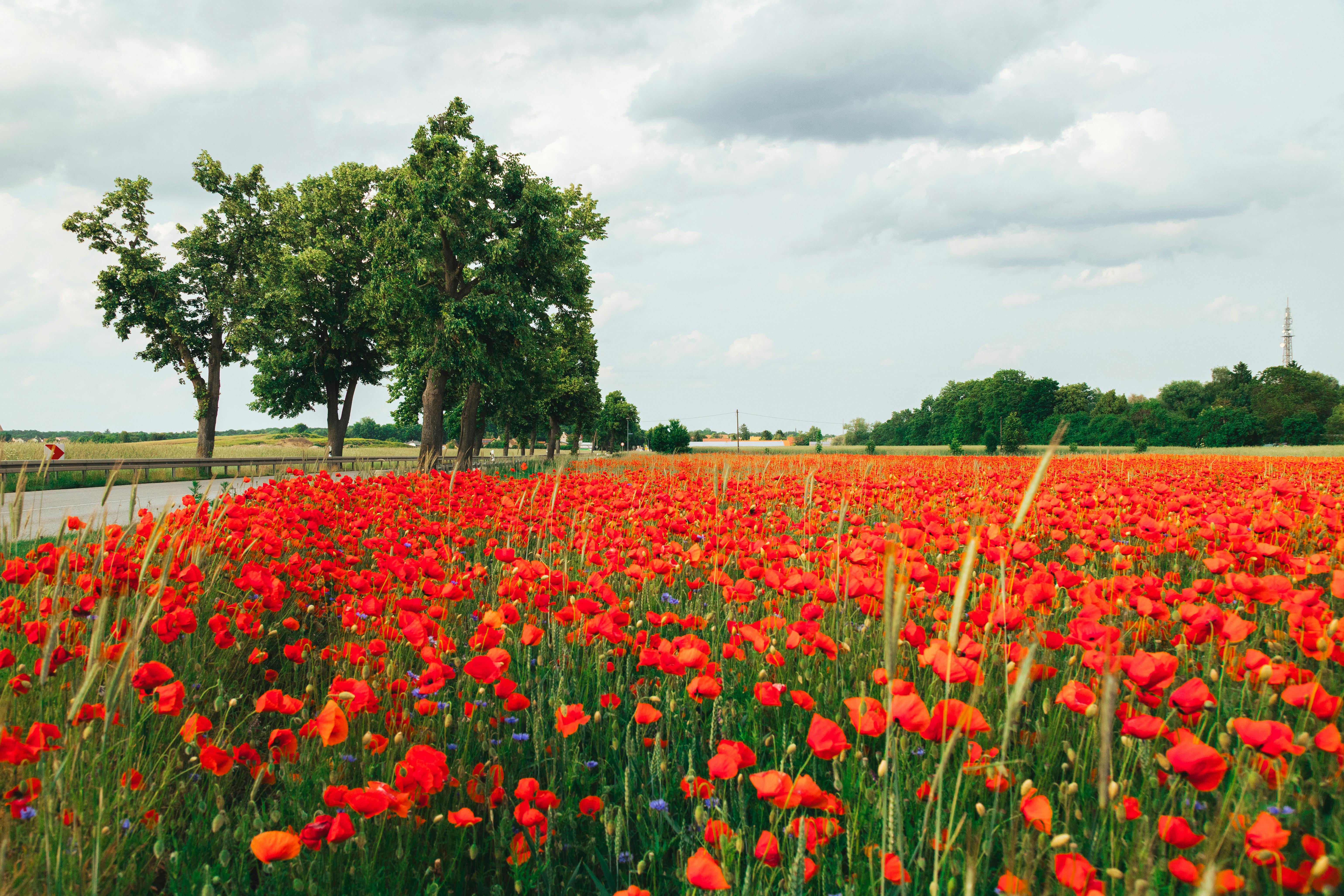 Red Flower Fields during Daytime · Free Stock Photo