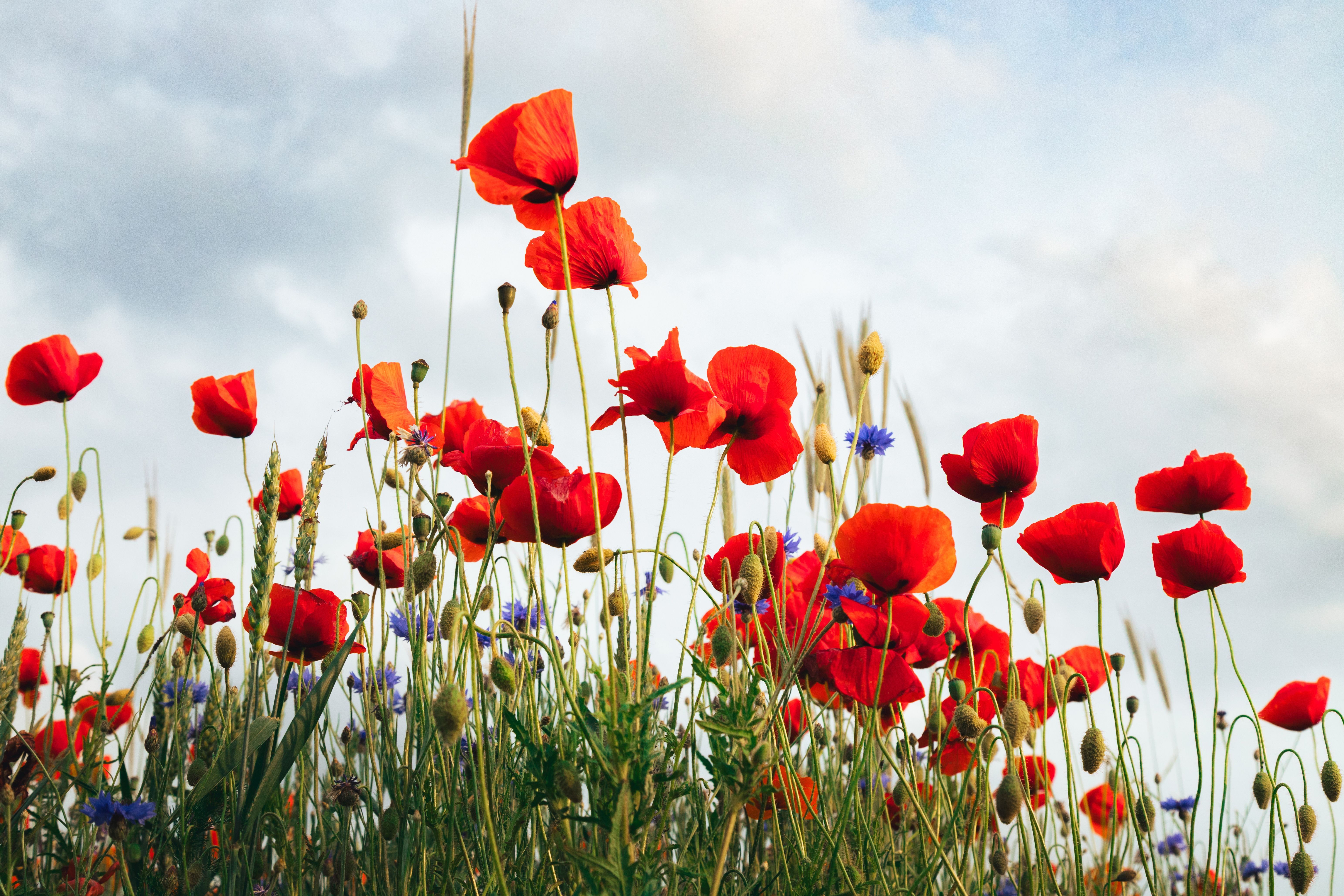 Vibrant Red Poppies in Summer Field Landscape · Free Stock Photo