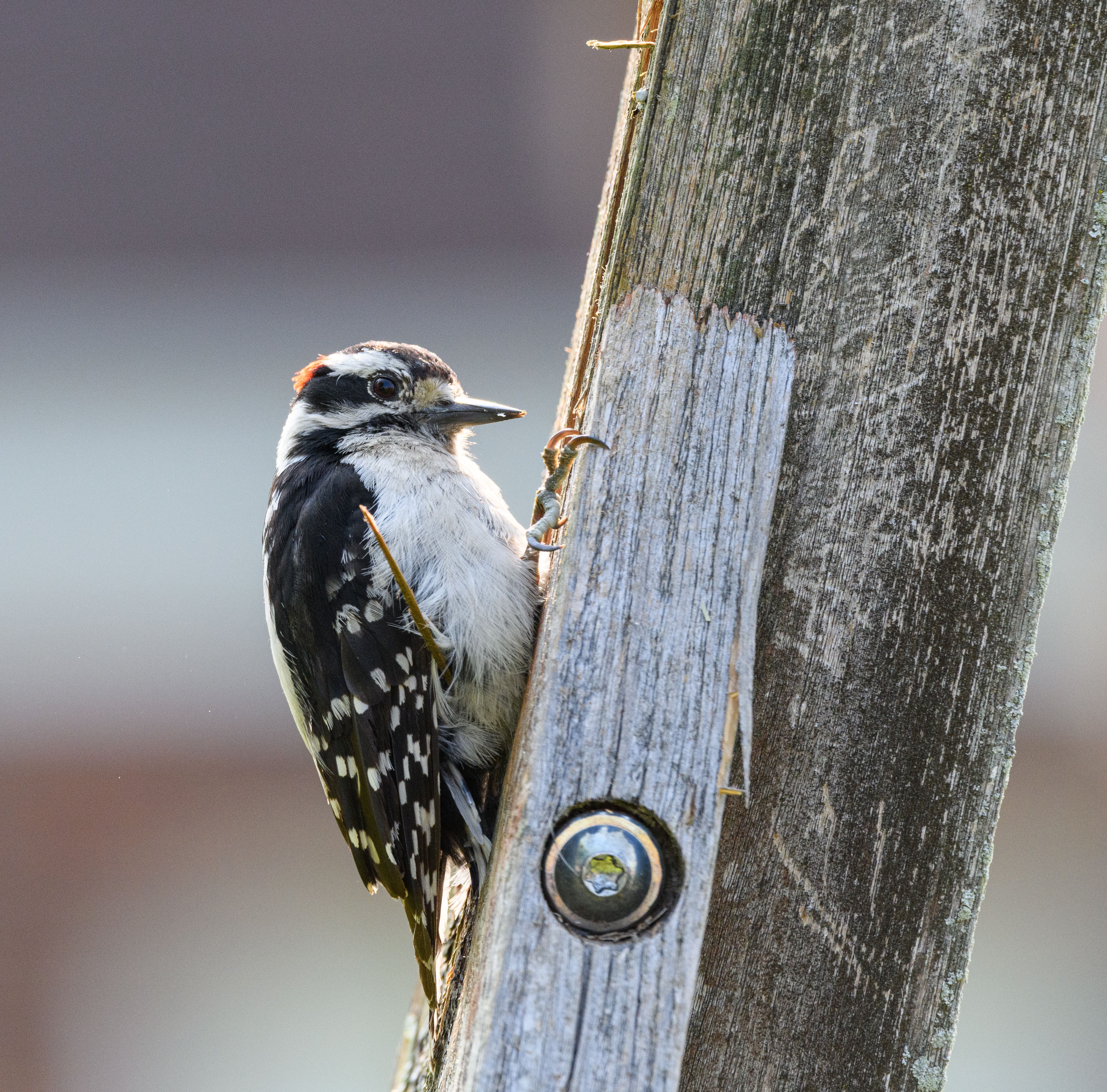 Indiana Bird Identification: A Comprehensive Field Guide