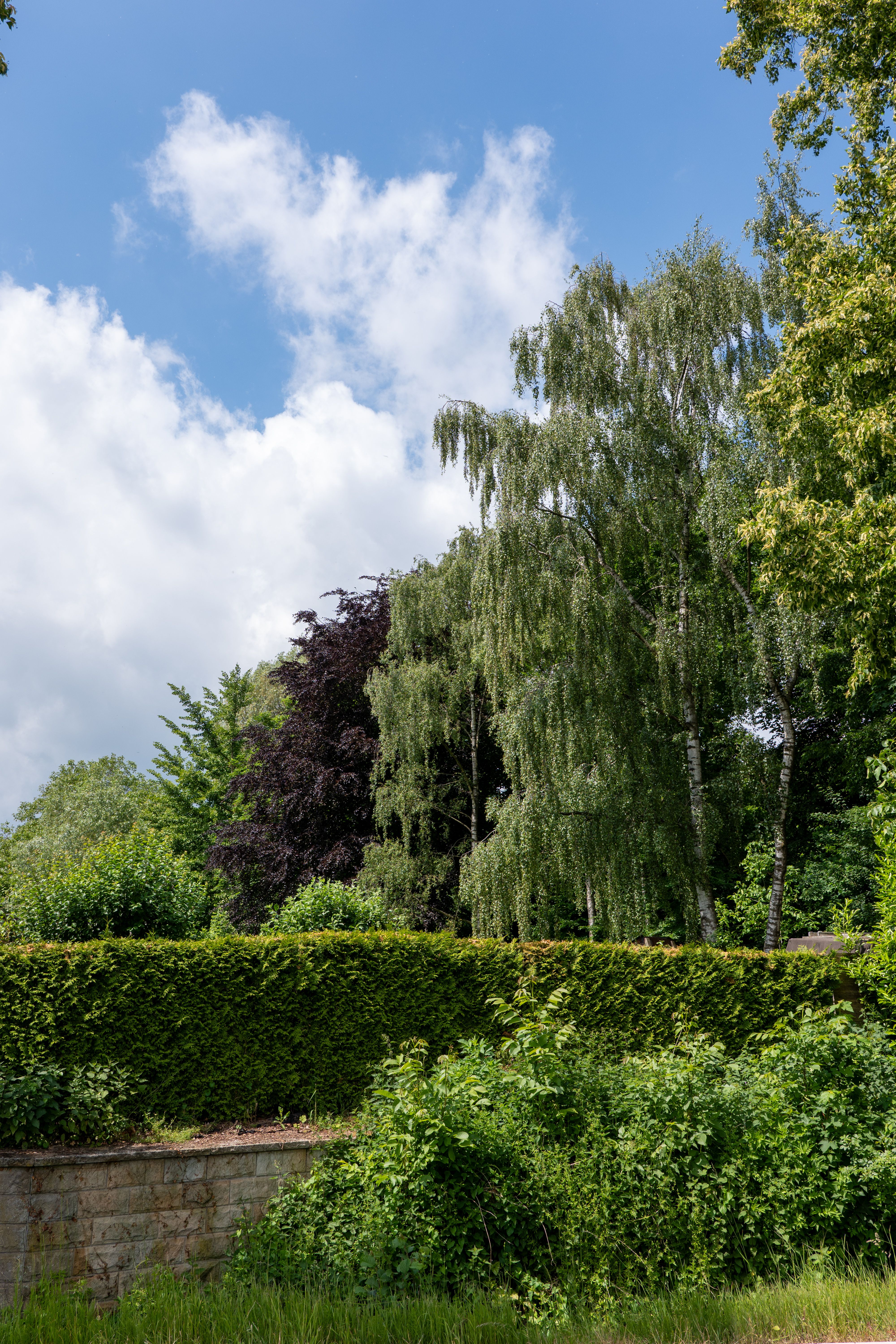Serene Summer Garden With Lush Greenery · Free Stock Photo
