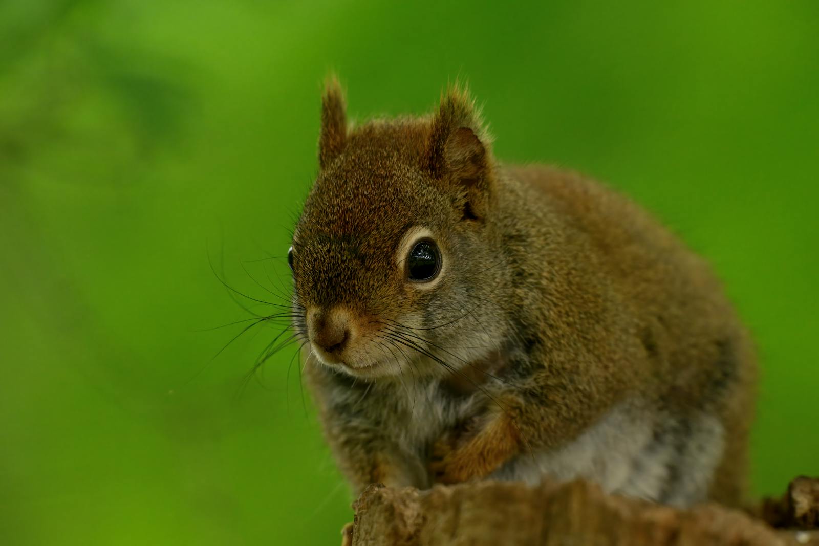 Cute Avatars Photos, Download The BEST Free Cute Avatars Stock Photos ...